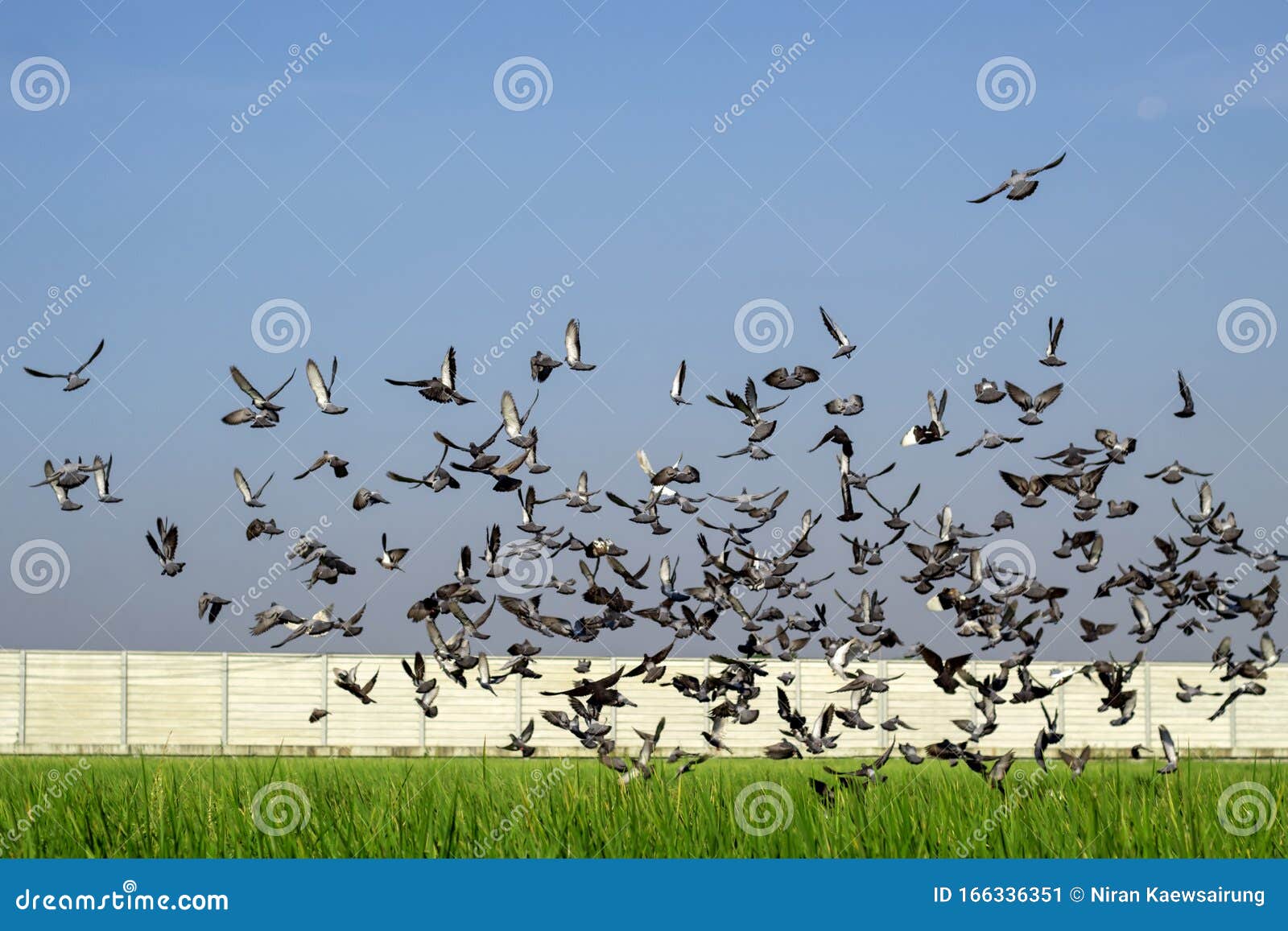 A Large Group of Pigeons Eat Rice in the Rice Fields Stock Image ...