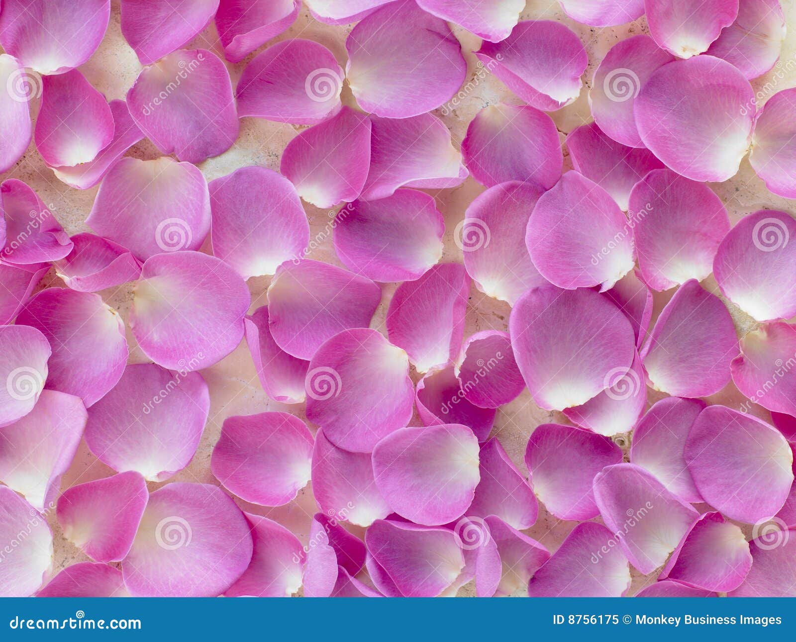 Large Group of Pink Rose Petals Stock Image - Image of objects ...
