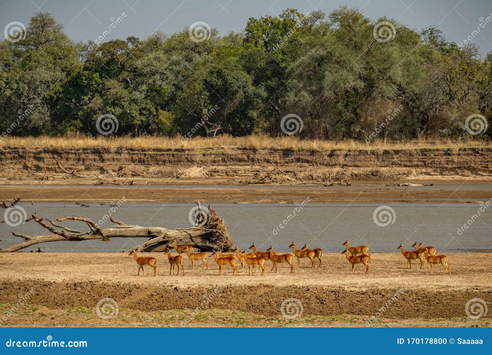 Large Group of Pukus Near River Alerted for Predators Stock Photo ...