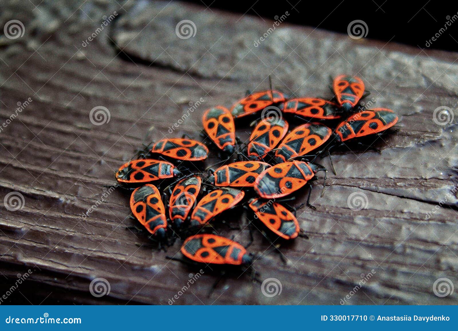 A Large Group of Red and Black Bugs are Resting on a Wooden Surface Bug ...