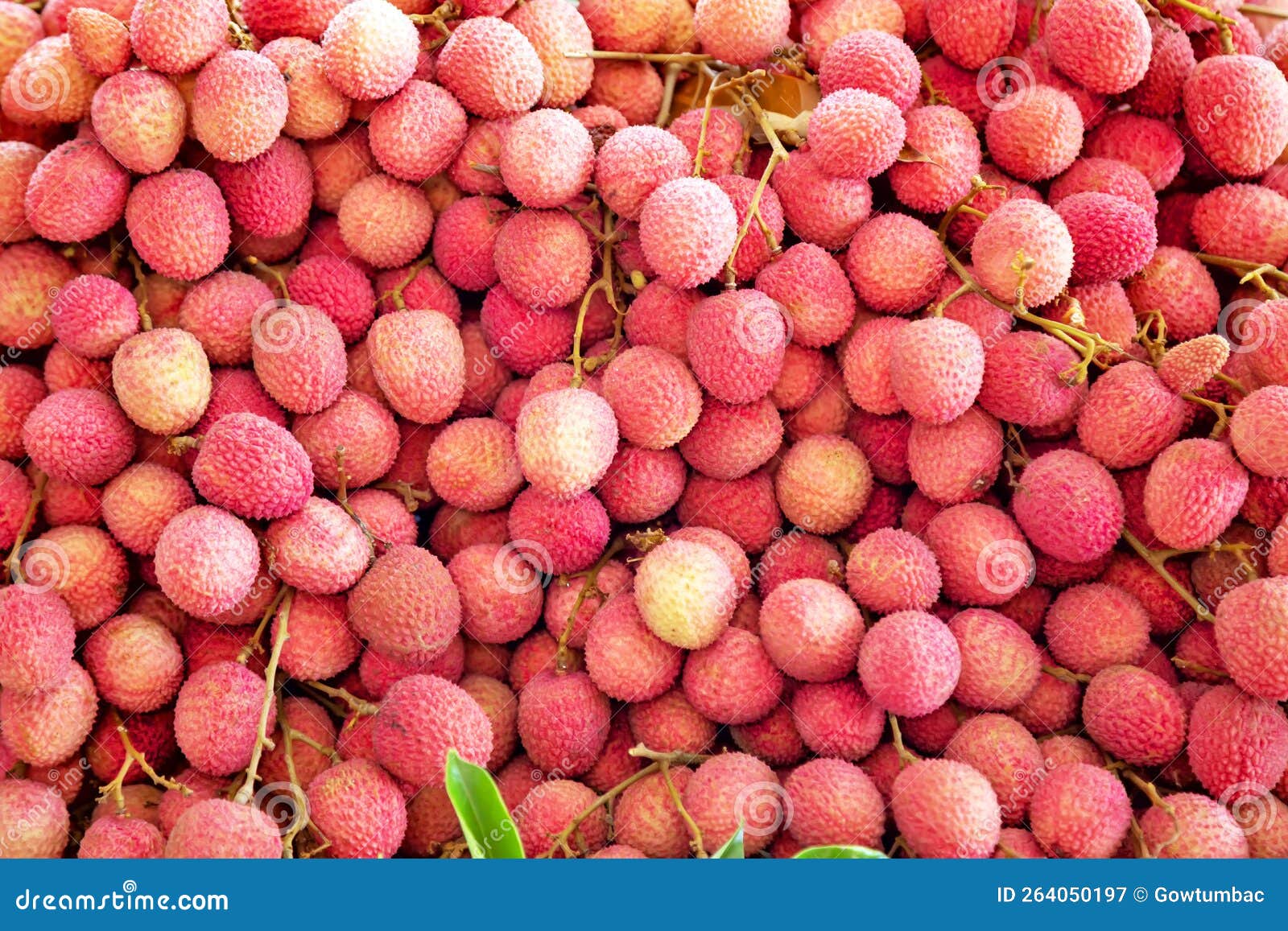Large Group of Ripe Lychee, (Litchi Chinensis), Also Spelled Litchi ...