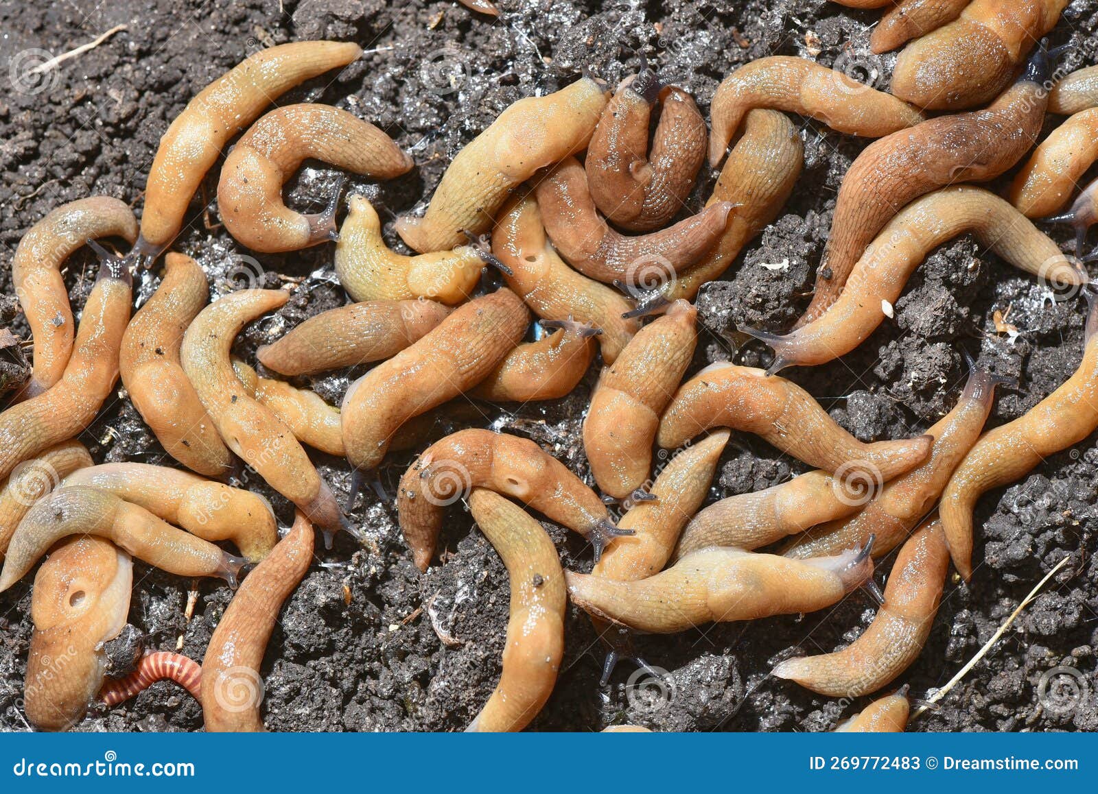 Large Group of Slugs Close-up Stock Image - Image of closeup, brownish ...