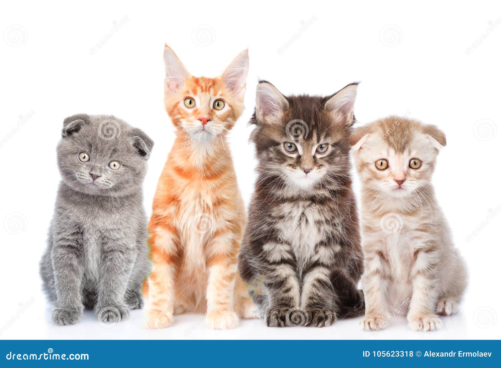 Large Group of Small Cats Sitting in Front. Isolated on White Stock ...