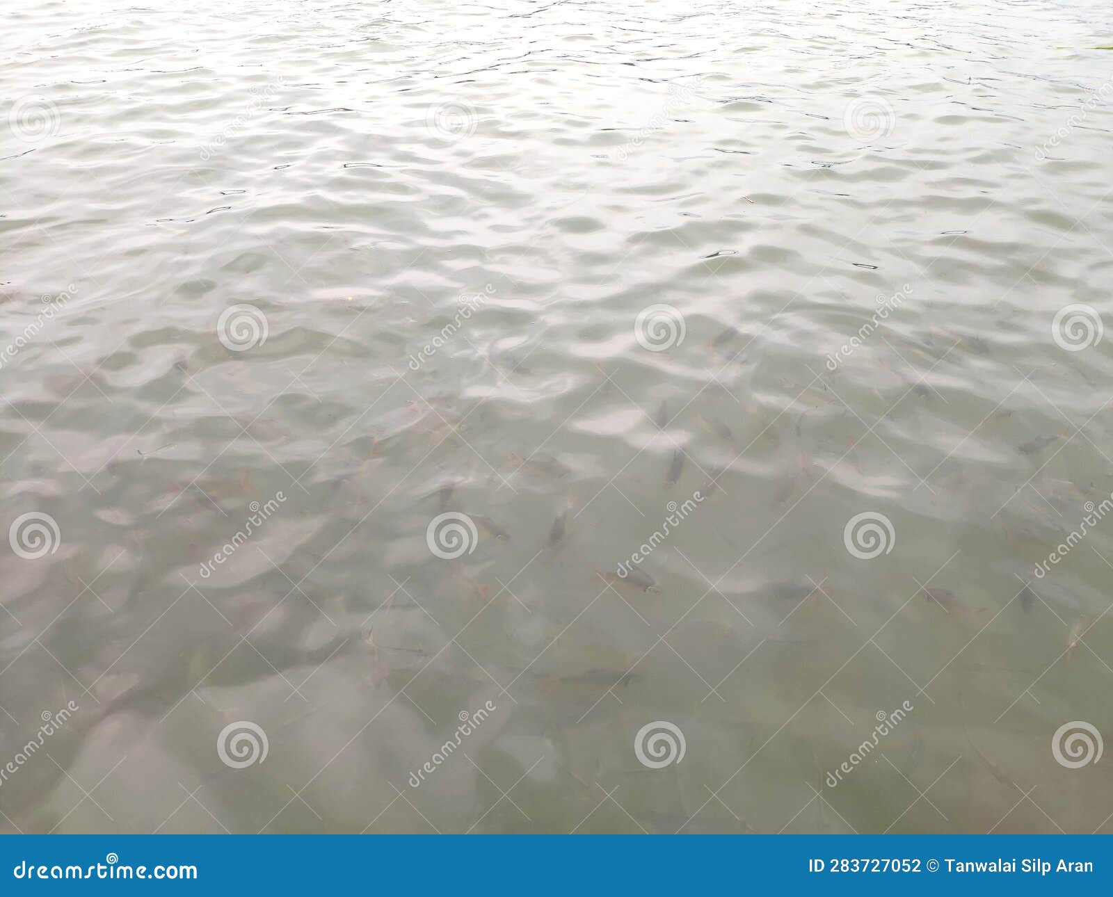 A Large Group of Small Fish Swim in the Sea Stock Photo - Image of ...