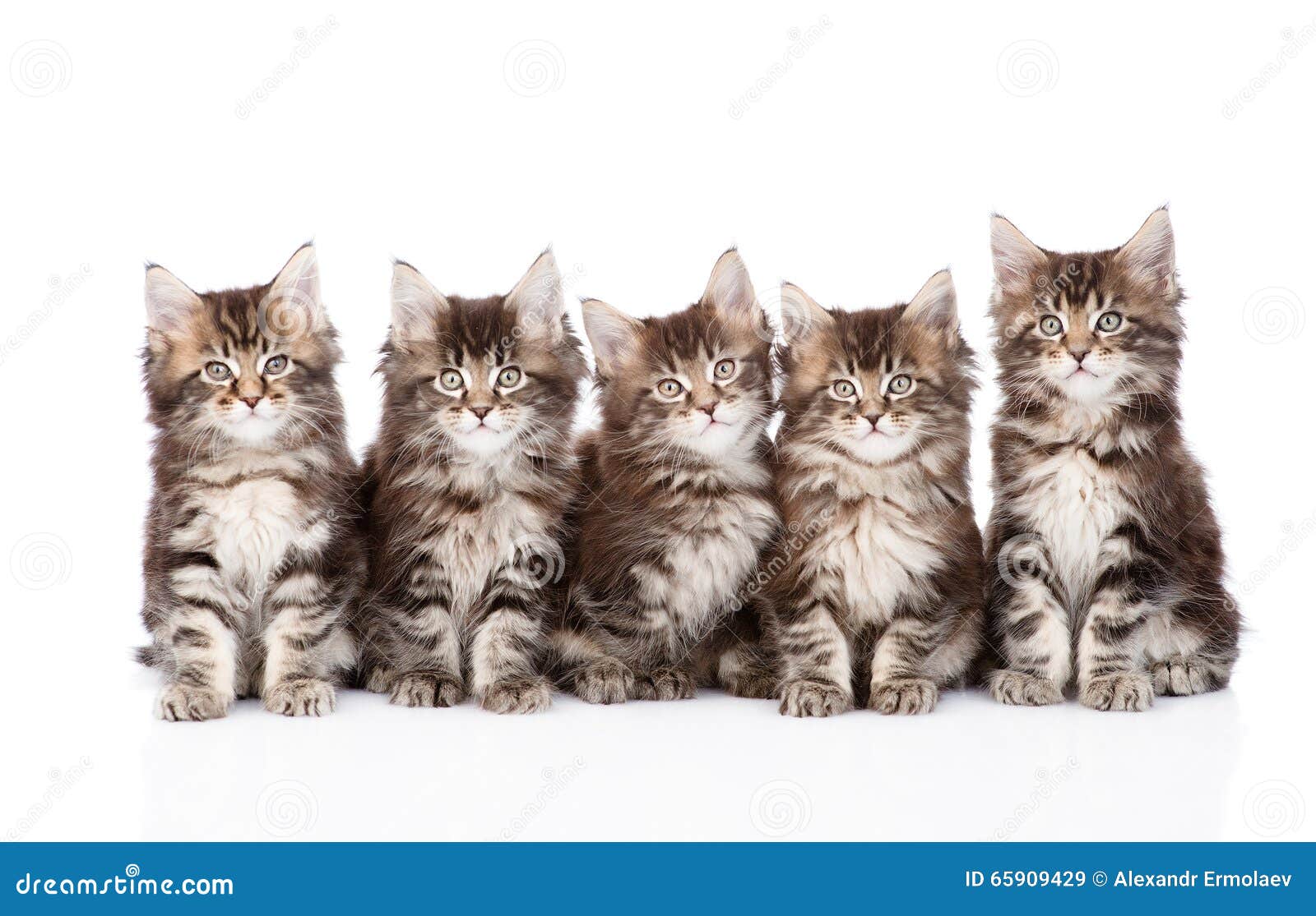 Two Cats Are Sitting In The Booth Royalty-Free Stock Photography ...