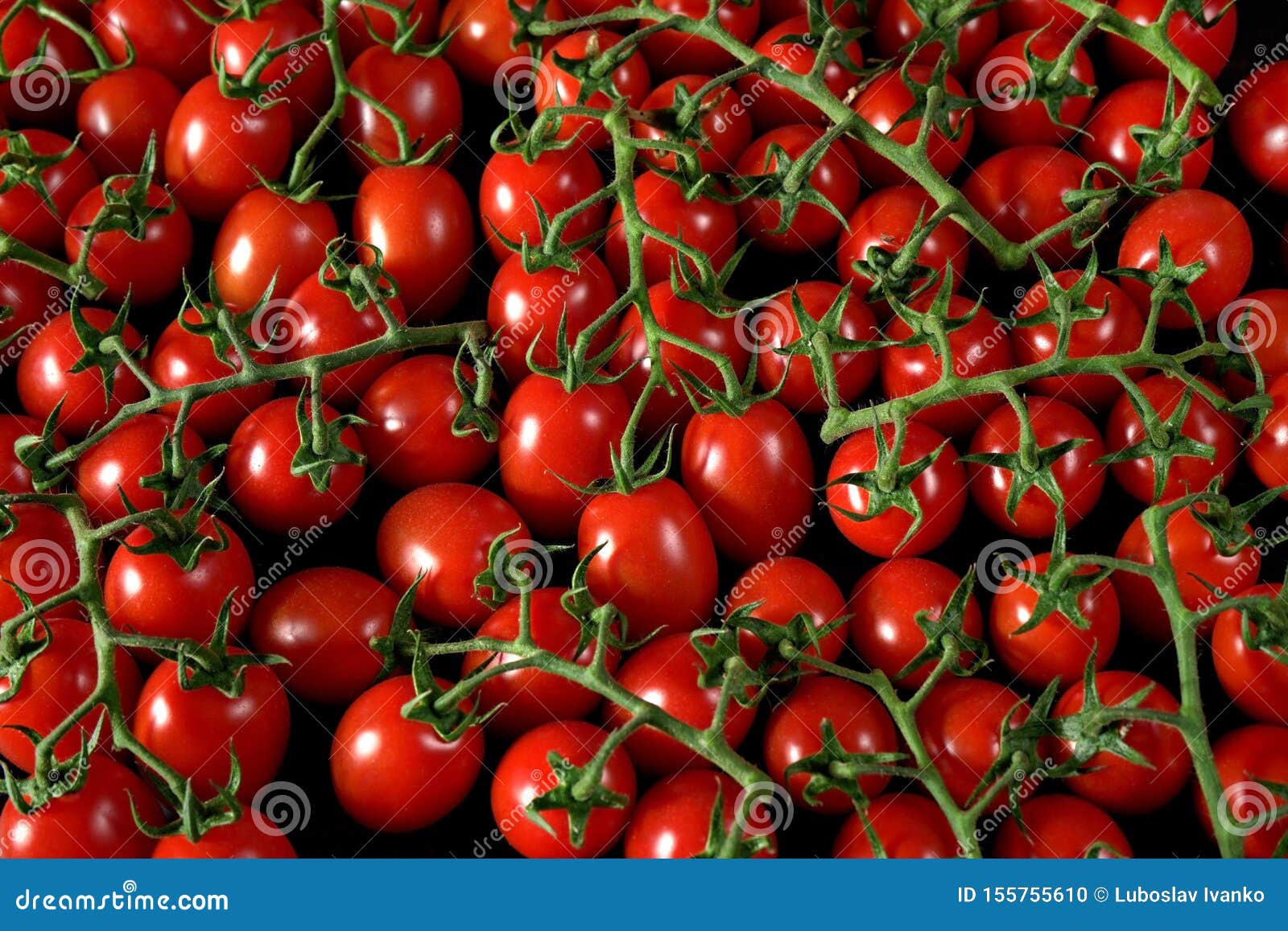 Large Group of Small Shiny Tomatoes with Green Stems, View from Above ...