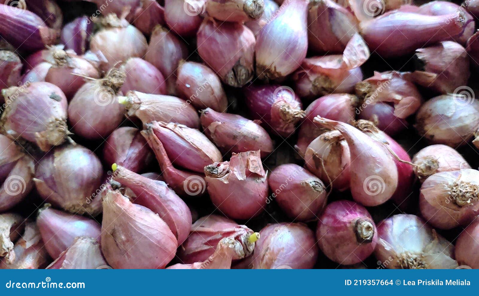 Large Group of Small Size Shallot Stock Photo - Image of salad ...
