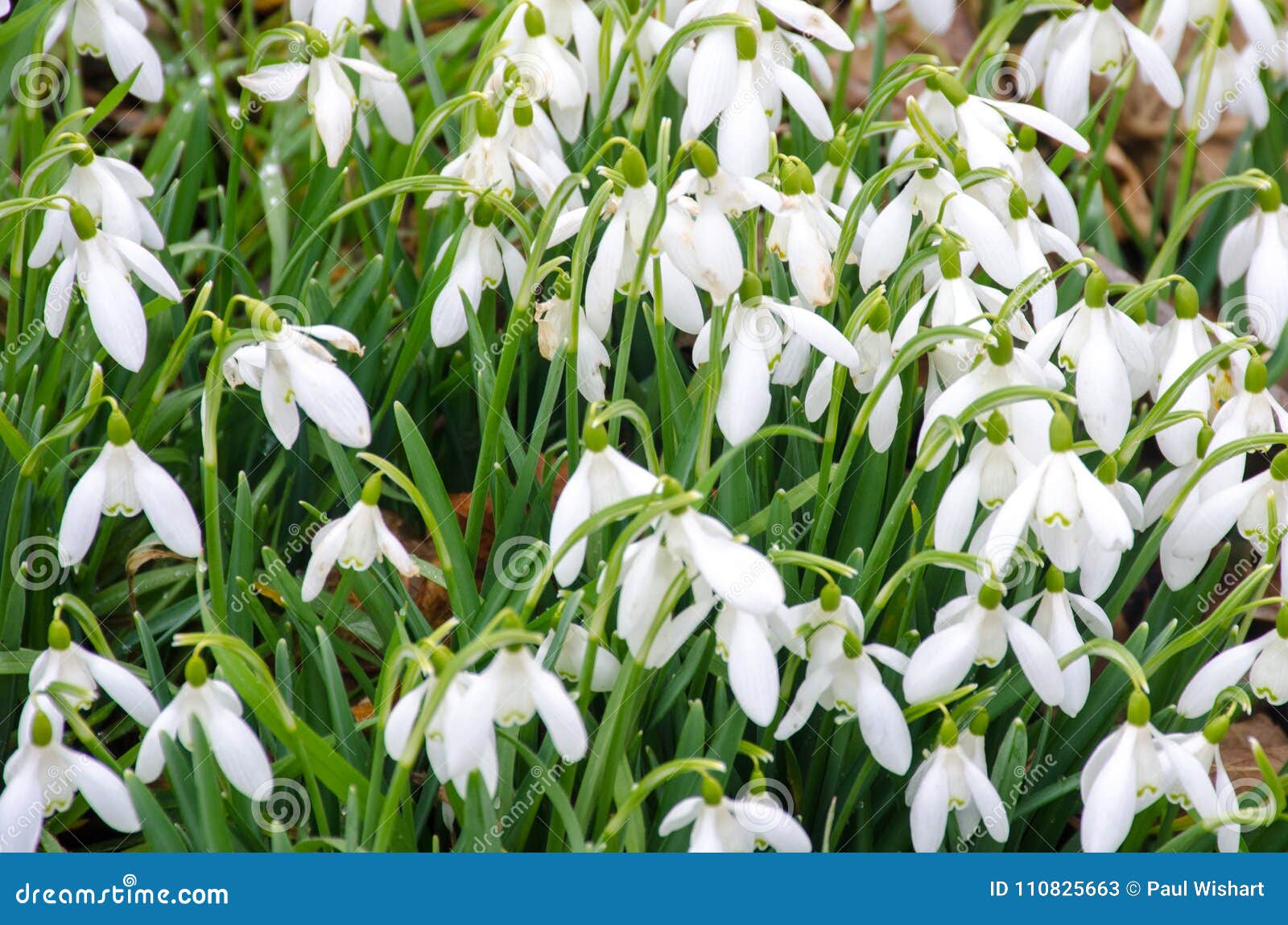 Large group of Snowdrops stock image. Image of carpet - 110825663