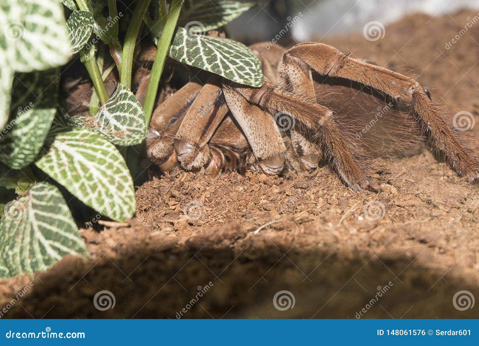 Spider stock photo. Image of dirt, nature, insect, legs - 148061576