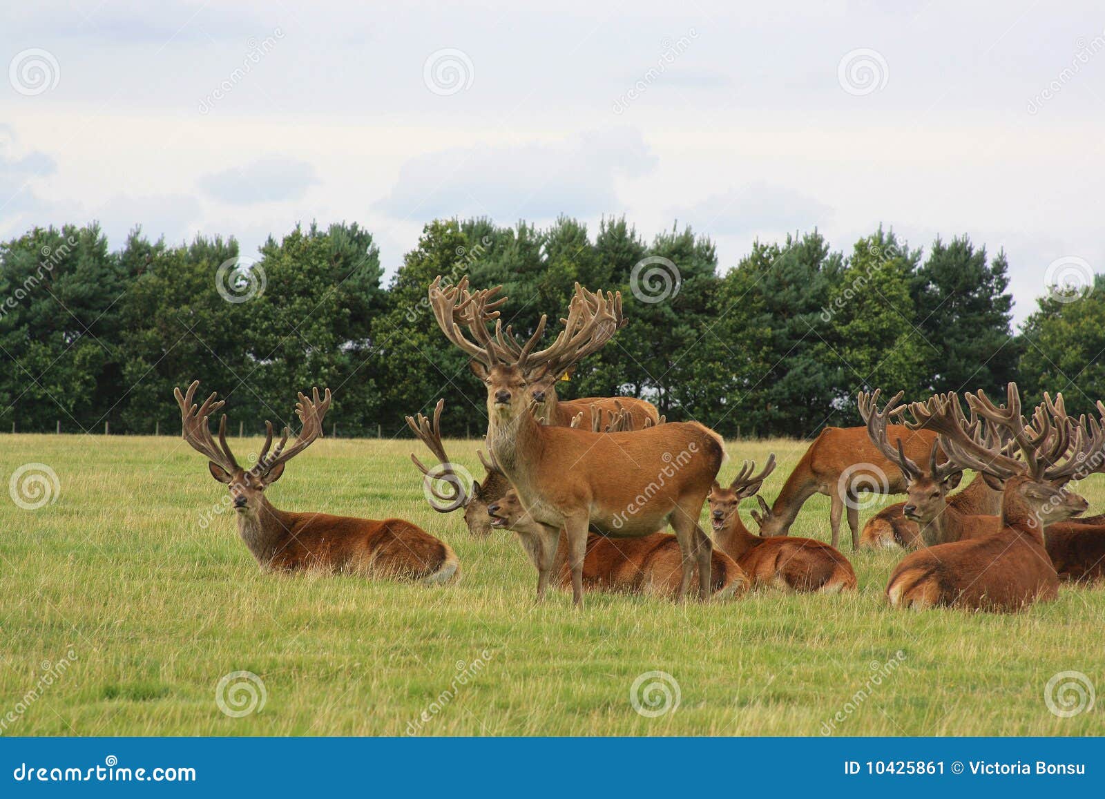 Large group of stags stock image. Image of wildlife, laying - 10425861