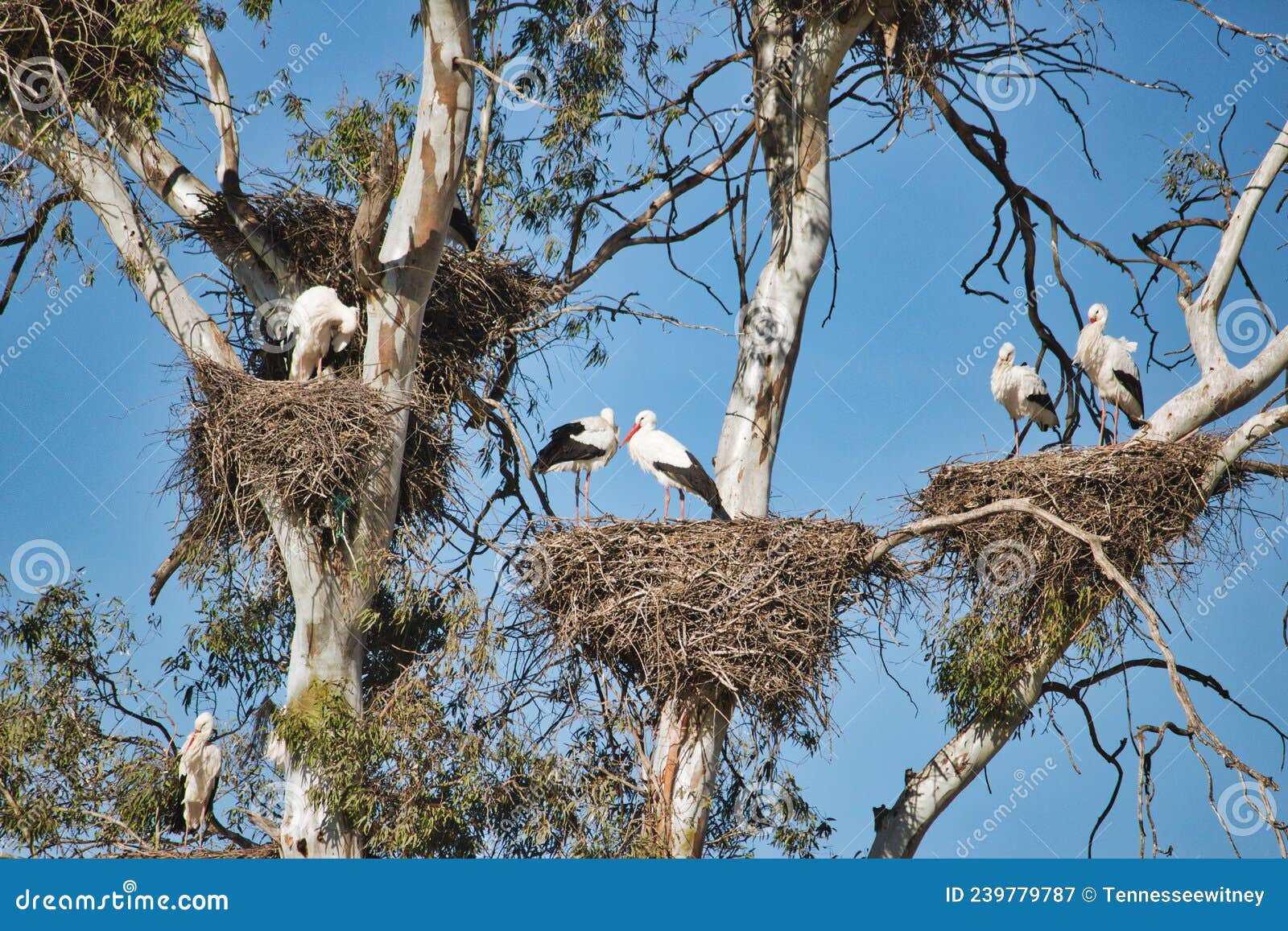 A Large Group of Storks Resting in Big Nests in a Tree Stock Image ...
