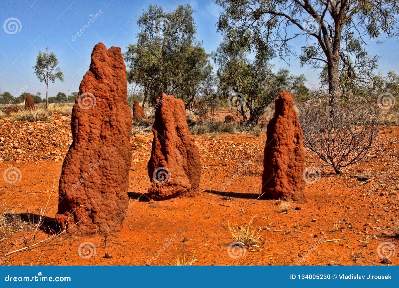 Large Group of Thermites in Northeastern Australia Stock Photo - Image ...
