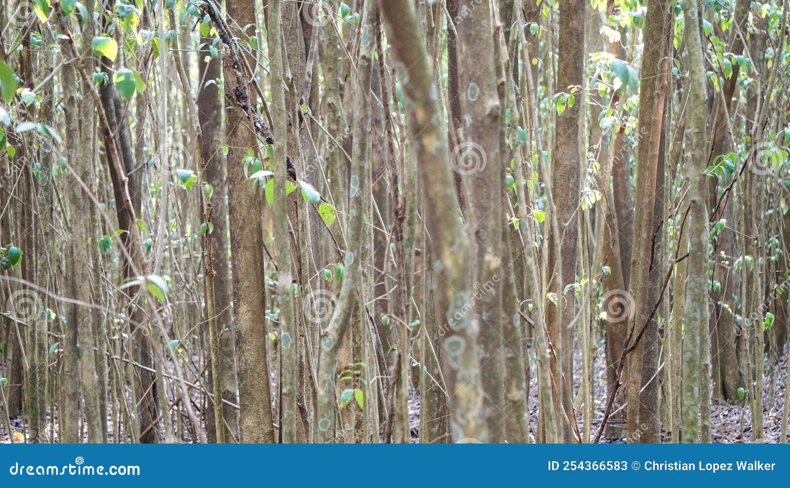 A Large Group of Thin Trees in a Forest Stock Image - Image of color ...