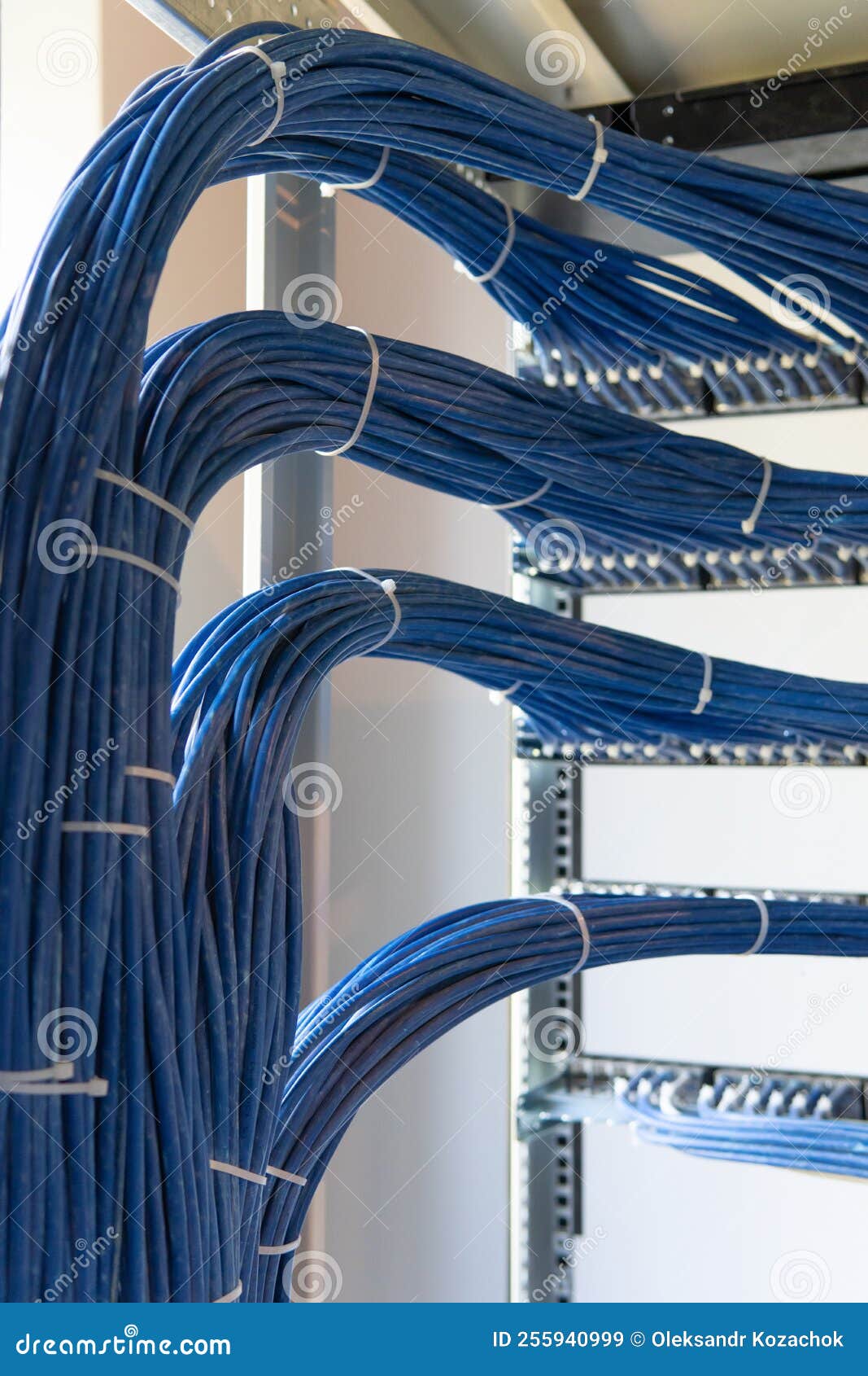A Large Group of UTP Cables, Rack Ethernet Cables, Patch Panel UTP ...