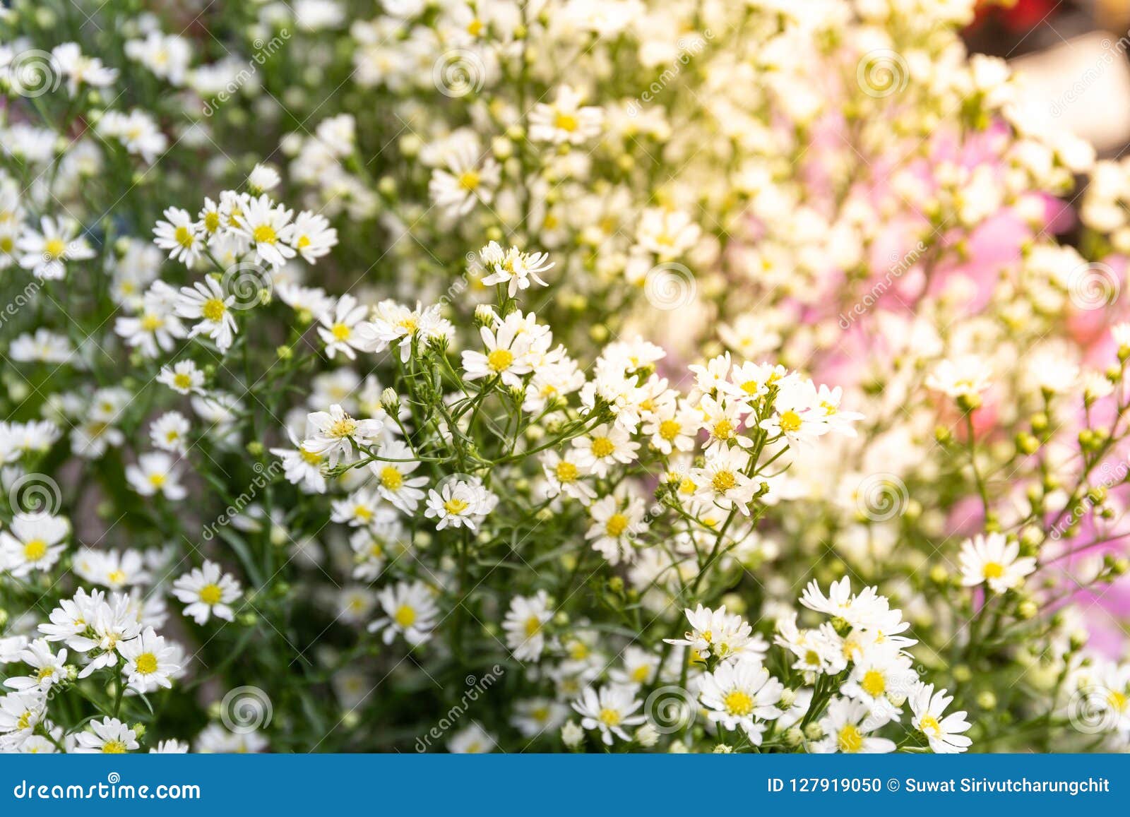The Large Group of White Daisy Stock Photo - Image of head, plant ...