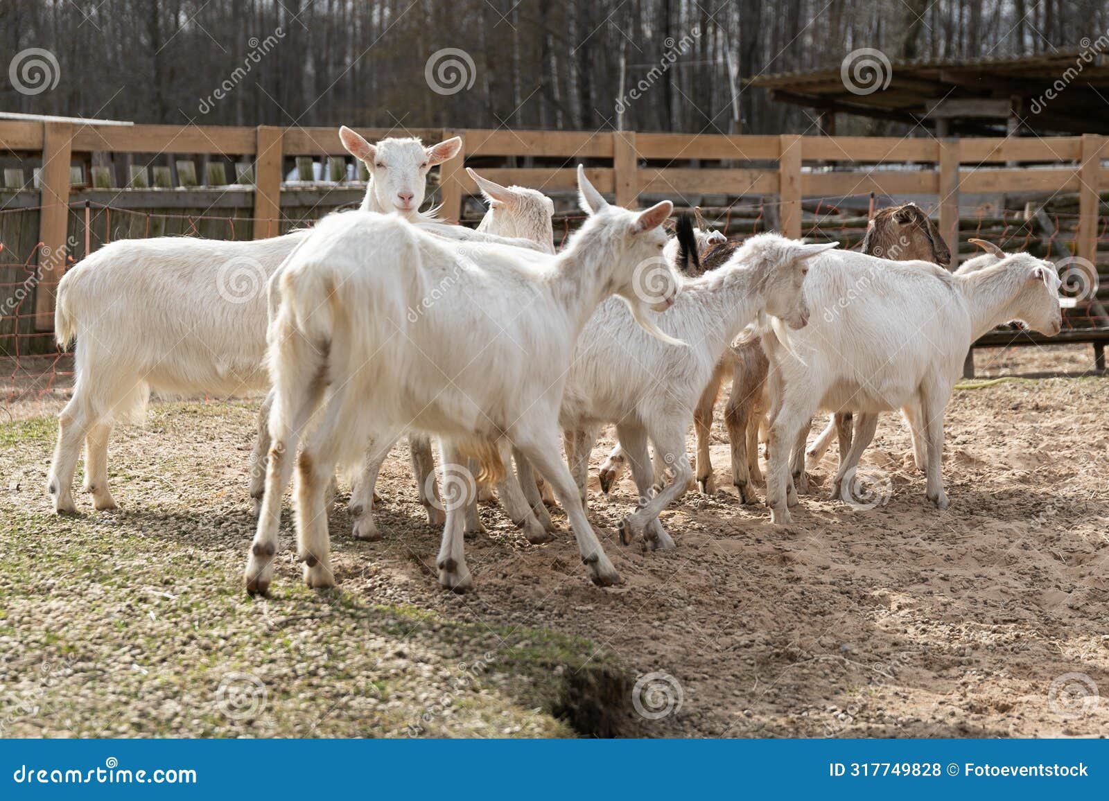 Herd of White Goats Standing Together Stock Photo - Image of goats ...