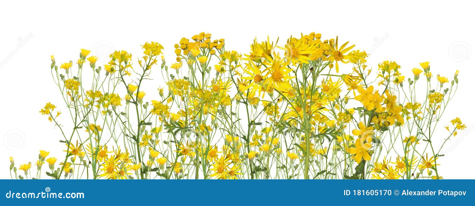 Large Group of Yellow Flowers on White Stock Photo - Image of flower ...