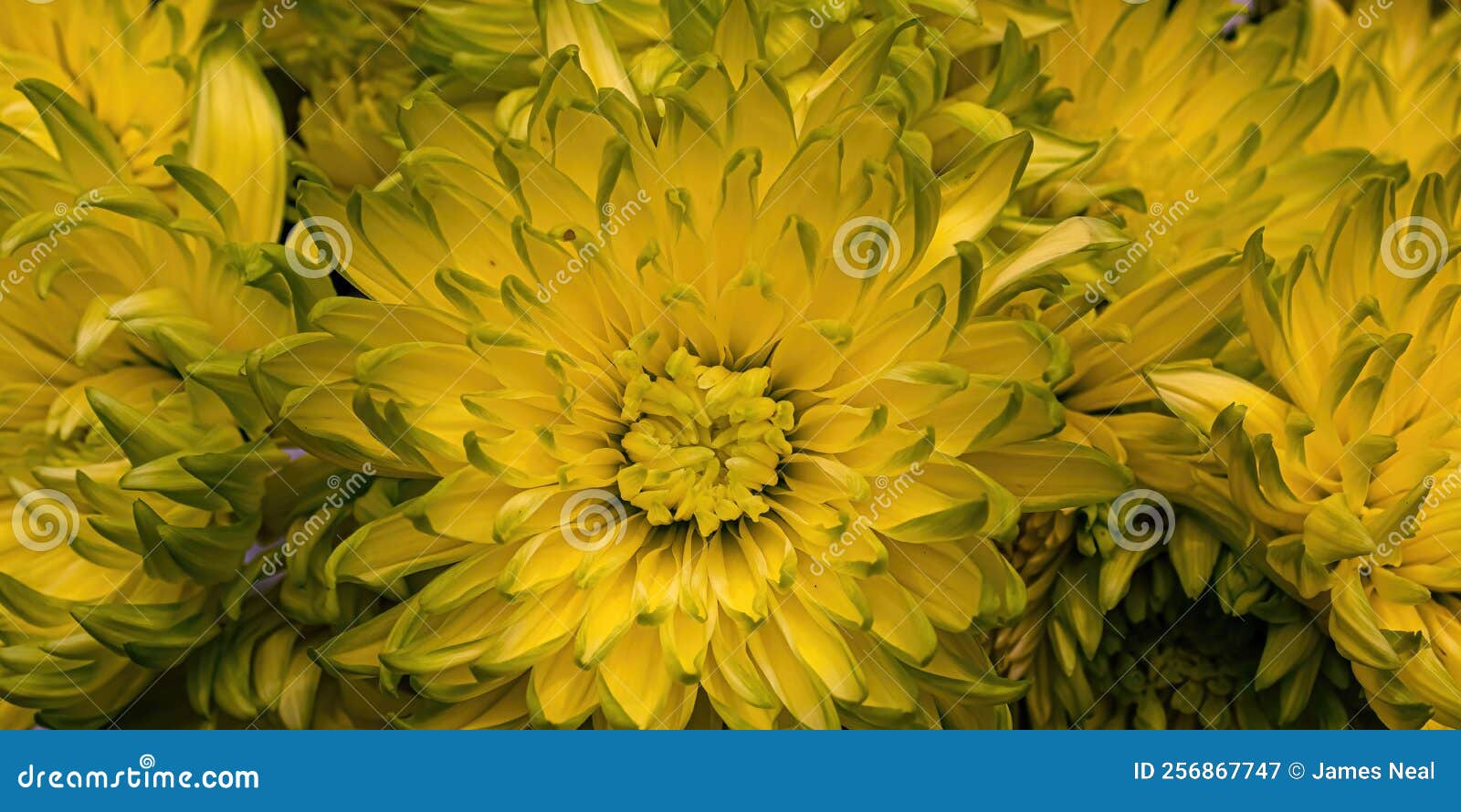 Large Group of Yellow Mums stock image. Image of spring - 256867747