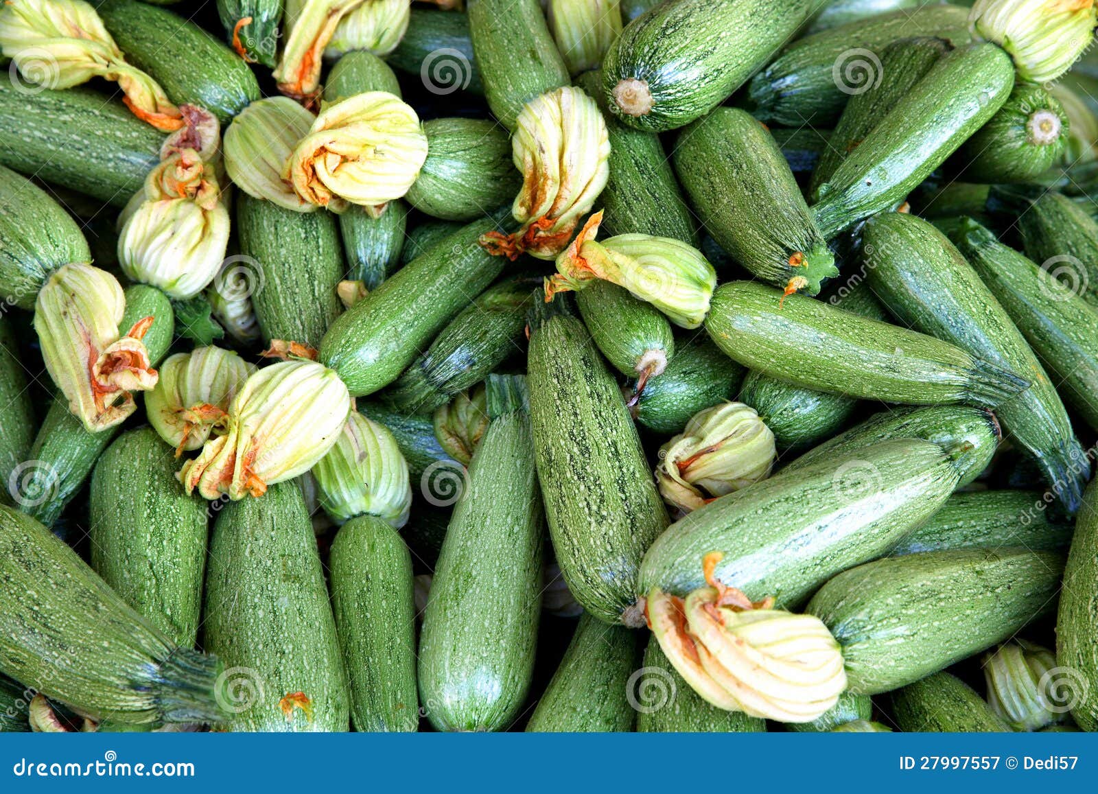 Large group of zucchini stock image. Image of picked - 27997557