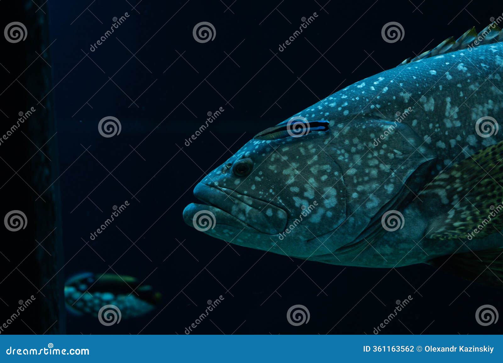 Cleaner Fish Bluestreak Cleaner Wrasse And Black Parrotfish In Red Sea ...