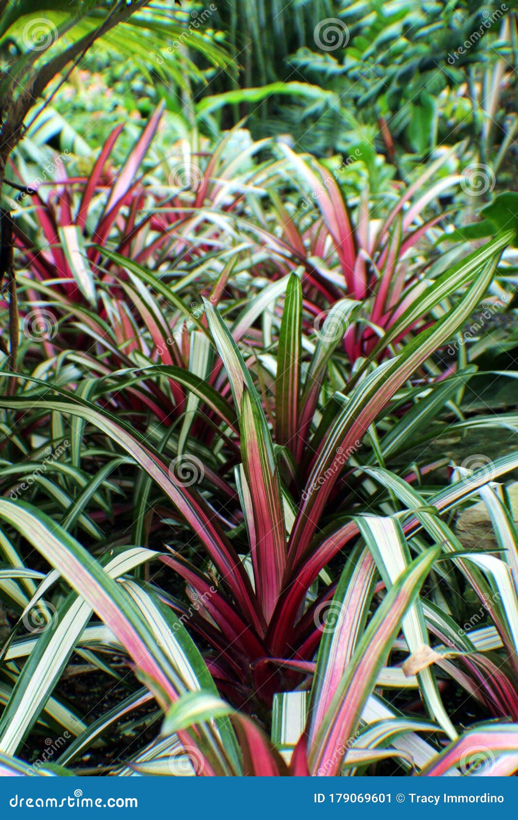 Red, Green, White and Pink Varigated Bromeliad Plants Stock Image ...
