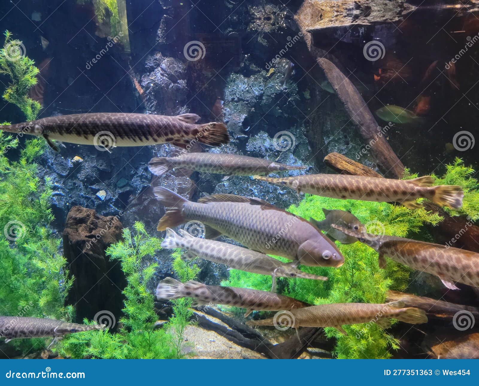 Grouping of Fish Swimming in the Tank Stock Image - Image of tank ...