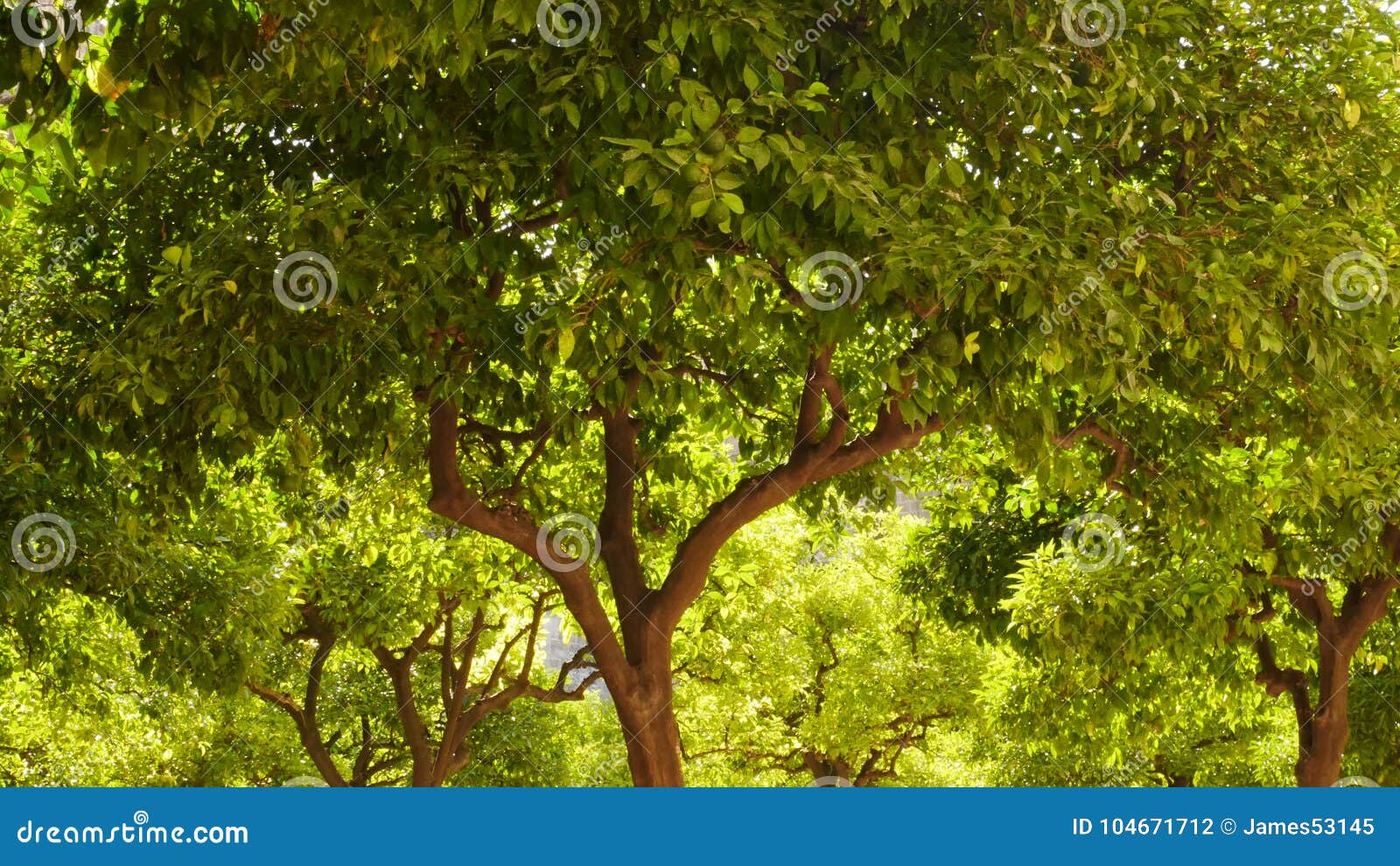 Large Grove of Sunlit Orange Trees with Twisted Trunks and Branches ...