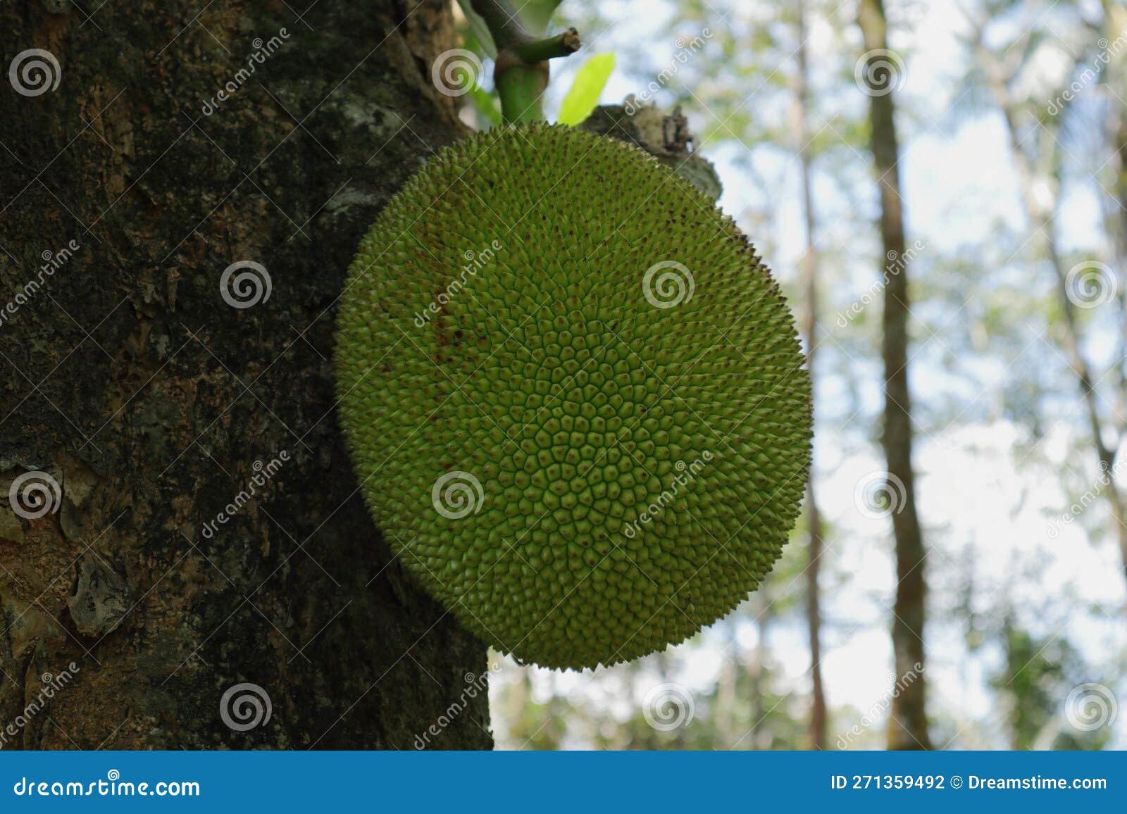 A Large Growing Jackfruit from a Jack Tree Trunk Stock Photo - Image of ...