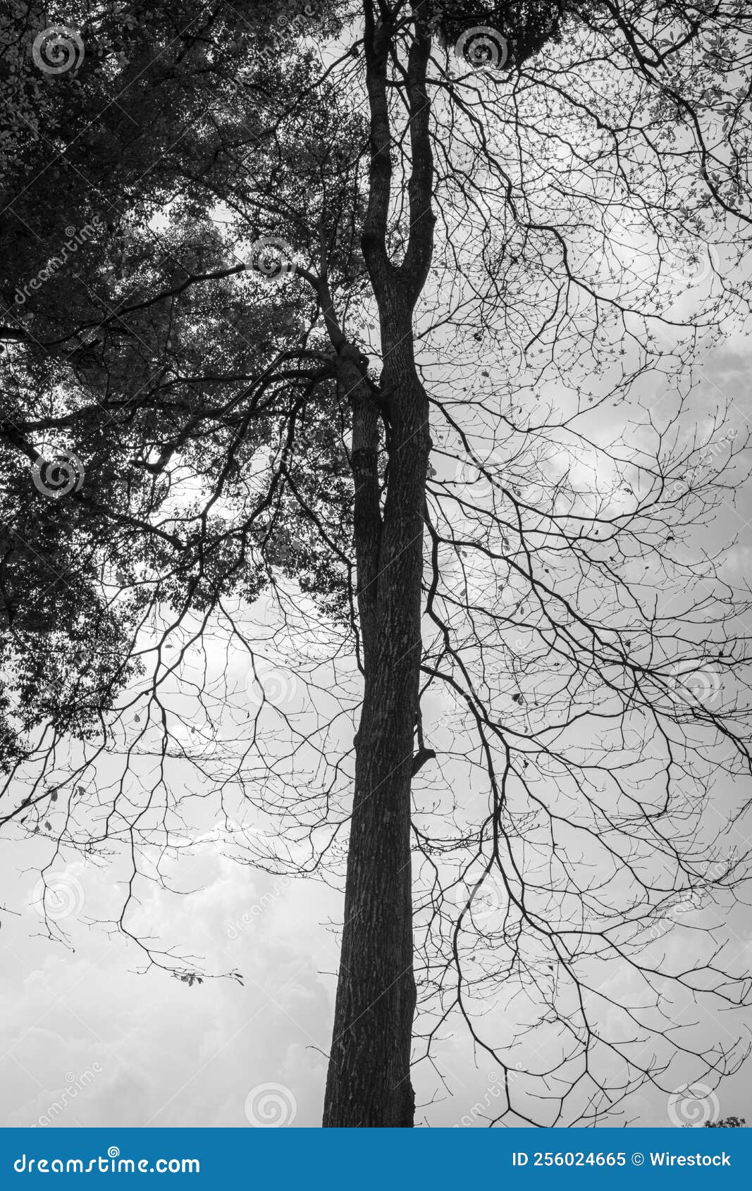 Large Grown Tree in Nature stock image. Image of tree - 256024665