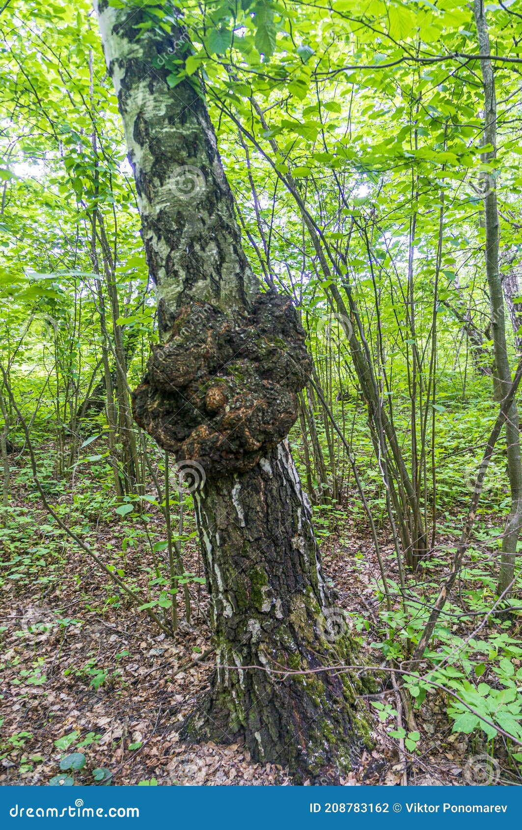 Large Growth on a Birch in the Forest. Stock Photo - Image of unusual ...