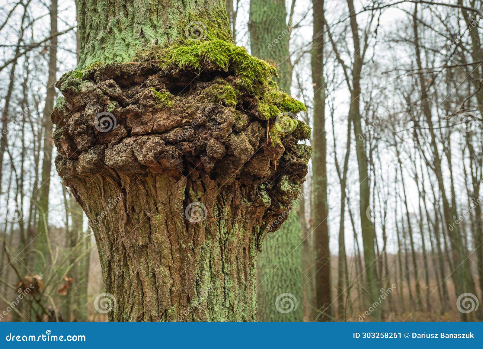 Large Growth on the Trunk, Tree Bark Disease Stock Image - Image of ...
