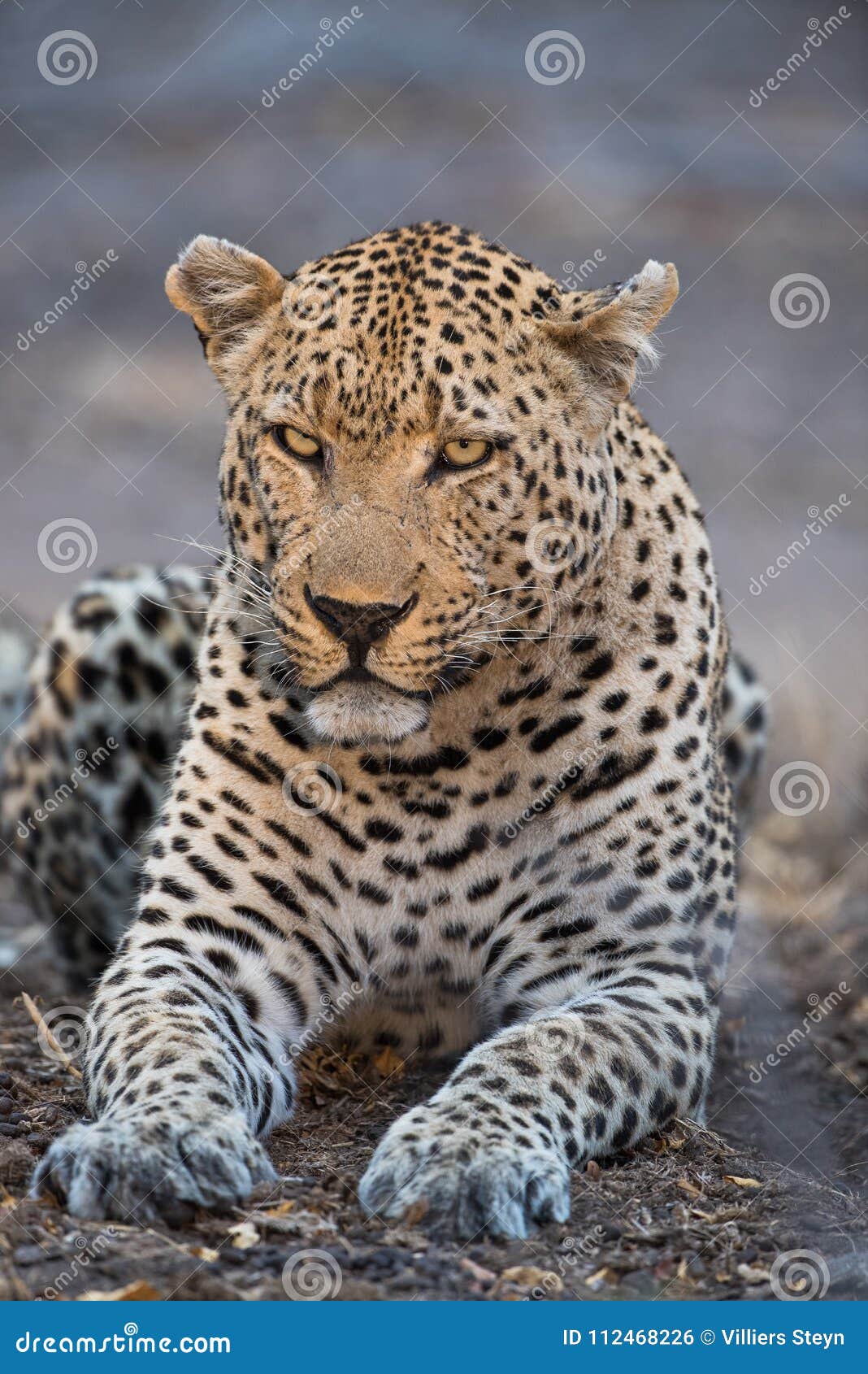 A Large, Grumpy-looking Leopard Resting. Stock Photo - Image of level ...