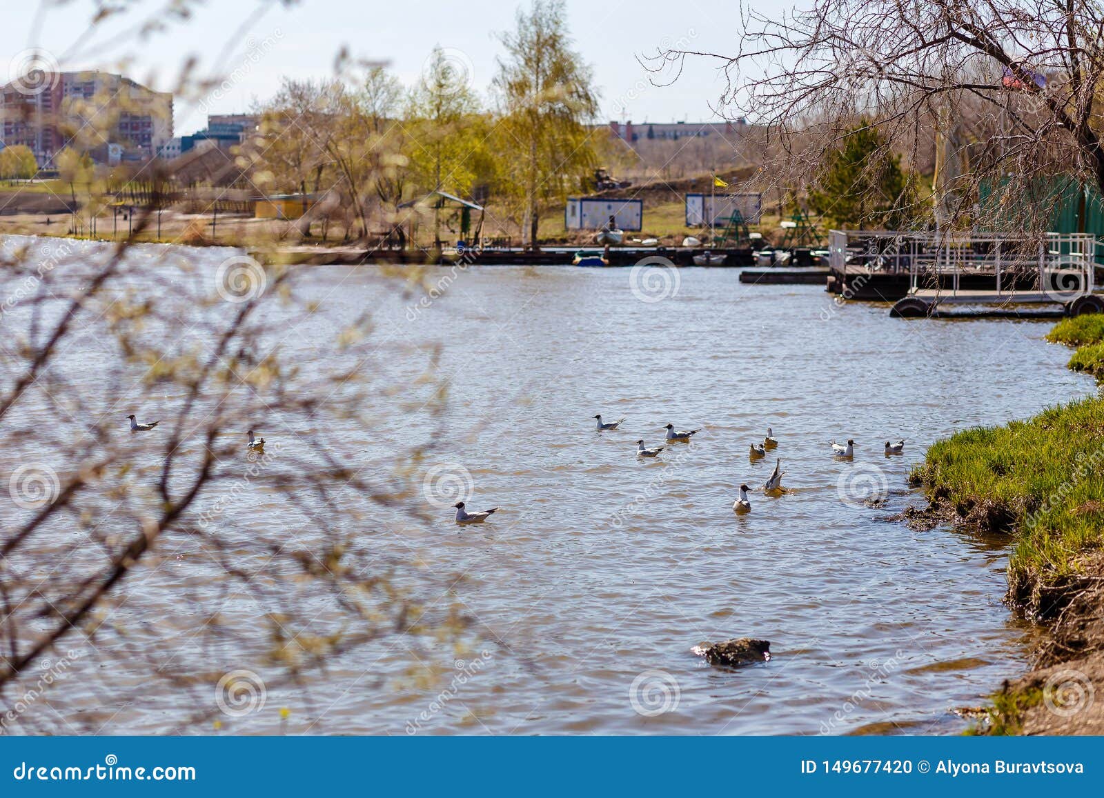 Large Gulls Swim in the City River Stock Photo - Image of animal ...