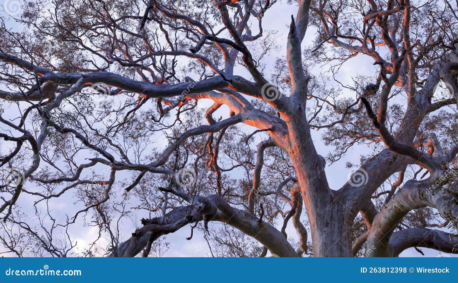 Large Gum Tree Branches at Dusk with Sunset Light on Trunk Stock Photo ...