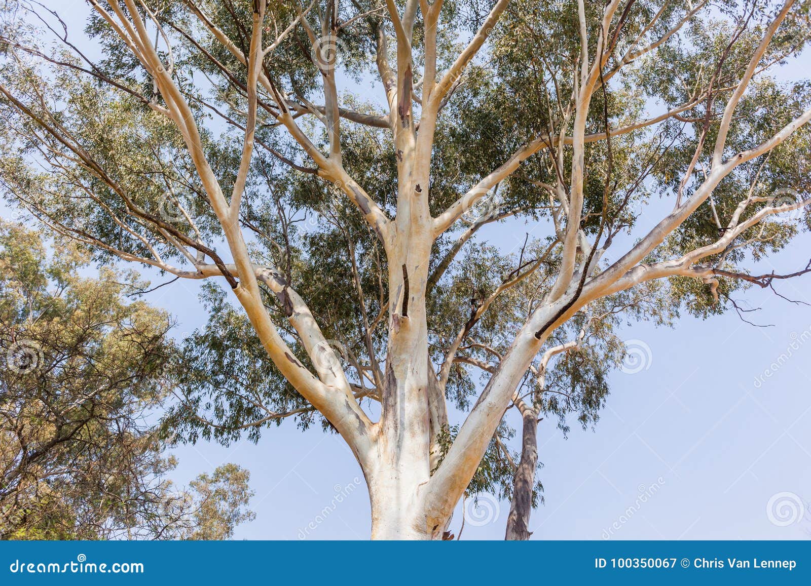Large Gum Tree stock image. Image of skin, tree, stripping - 100350067