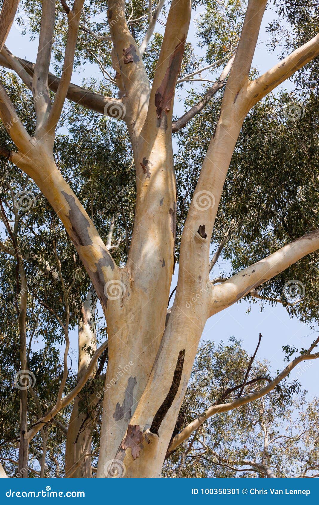 Large Gum Tree stock image. Image of weather, textures - 100350301