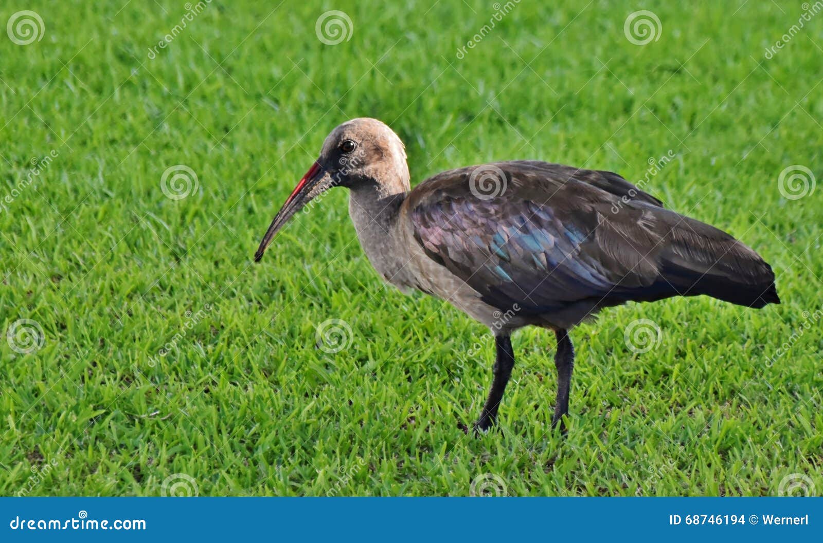 Large hadeda ibis stock photo. Image of ibis, suburban - 68746194