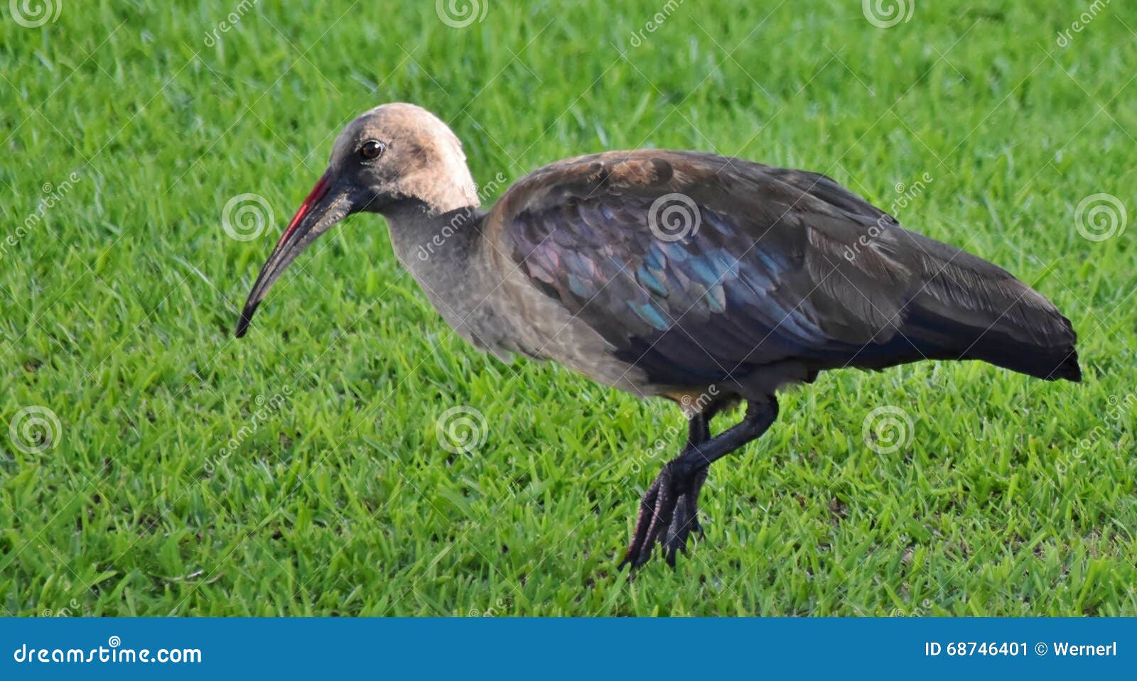 Large hadeda ibis stock image. Image of garden, wings - 68746401