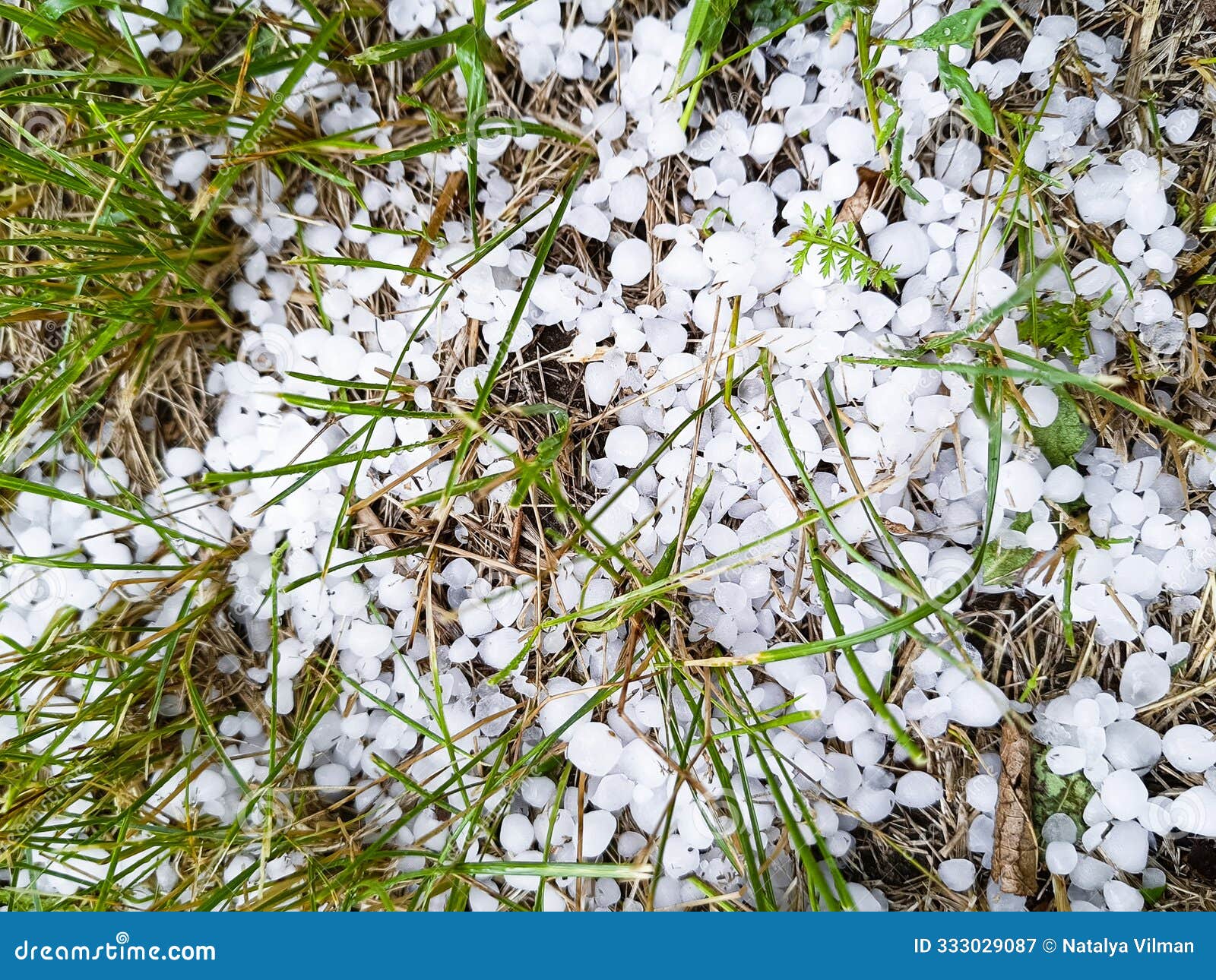 Large Hail in the Green Grass after a Thunderstorm Stock Image - Image ...