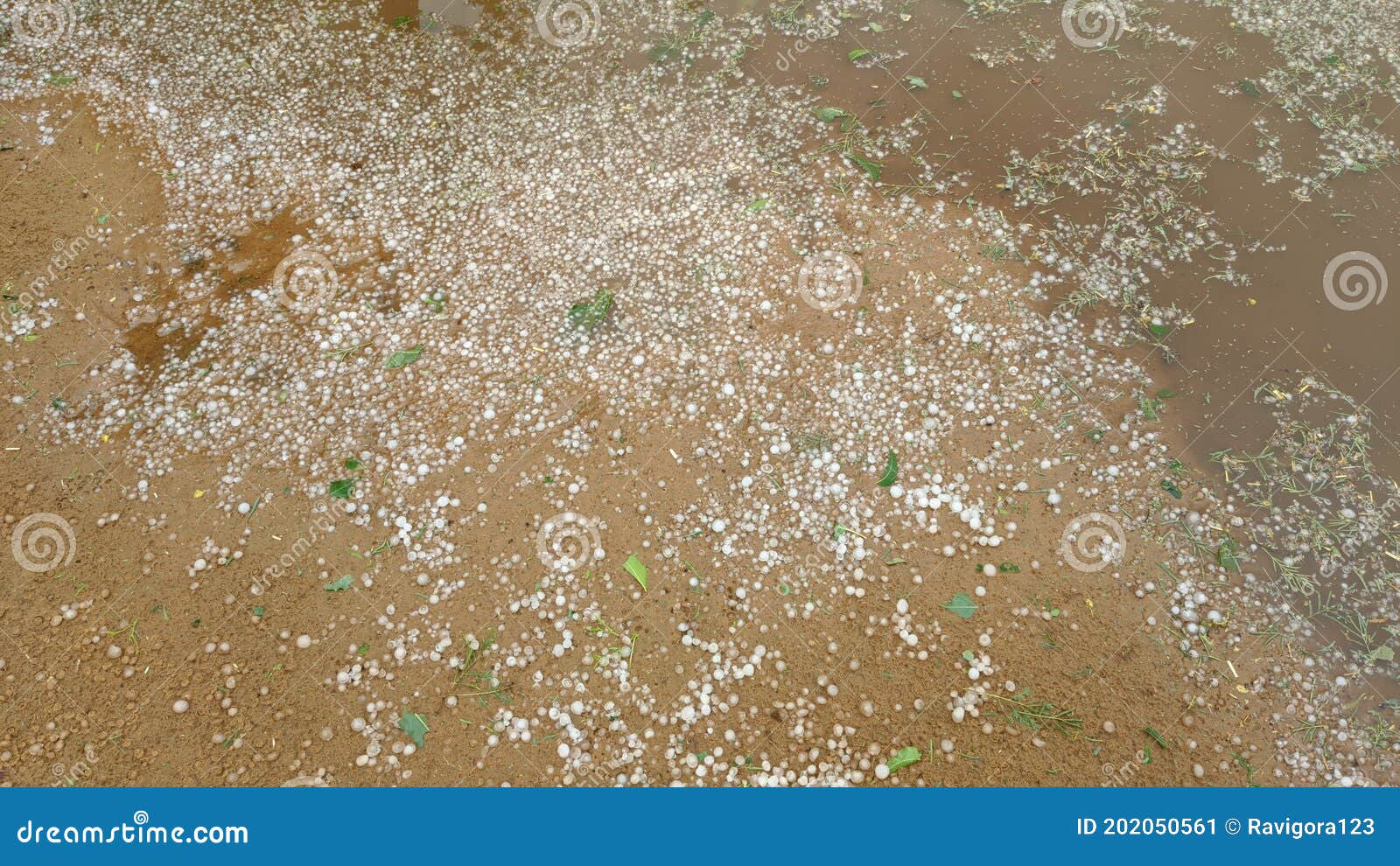 Large Hail Ice Balls after Heavy Summer Storm, Hail Storm Stock Image ...