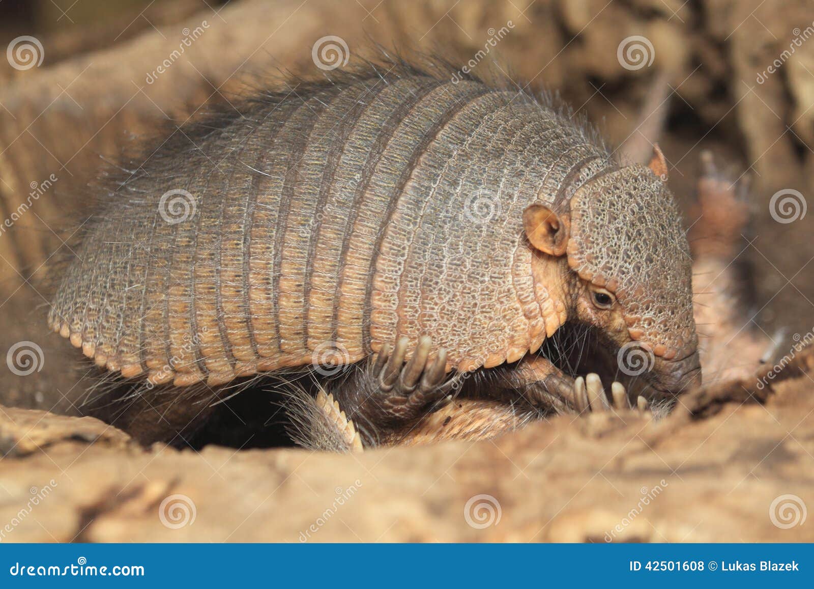 Large hairy armadillo stock photo. Image of south, america - 42501608