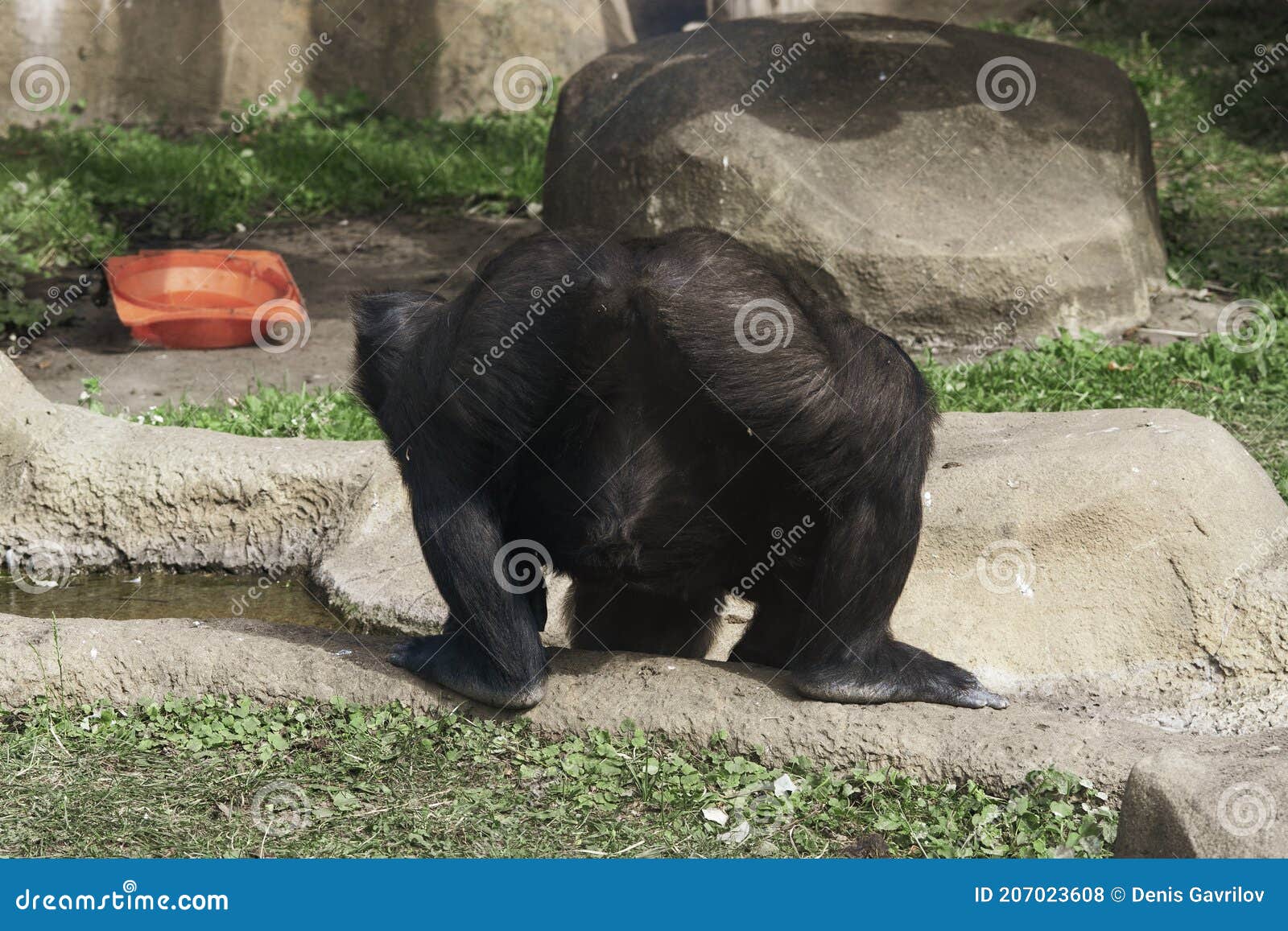 Black monkey rear view. stock photo. Image of stream - 207023608