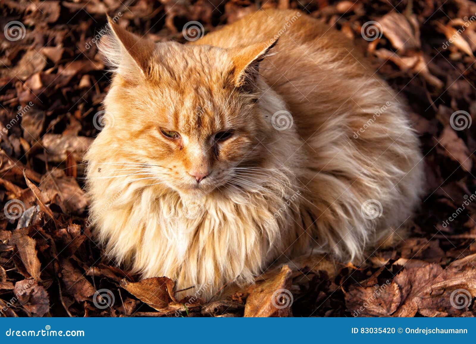 Large Hairy Cat Laying the Leaves Stock Photo - Image of leaves, dozing ...