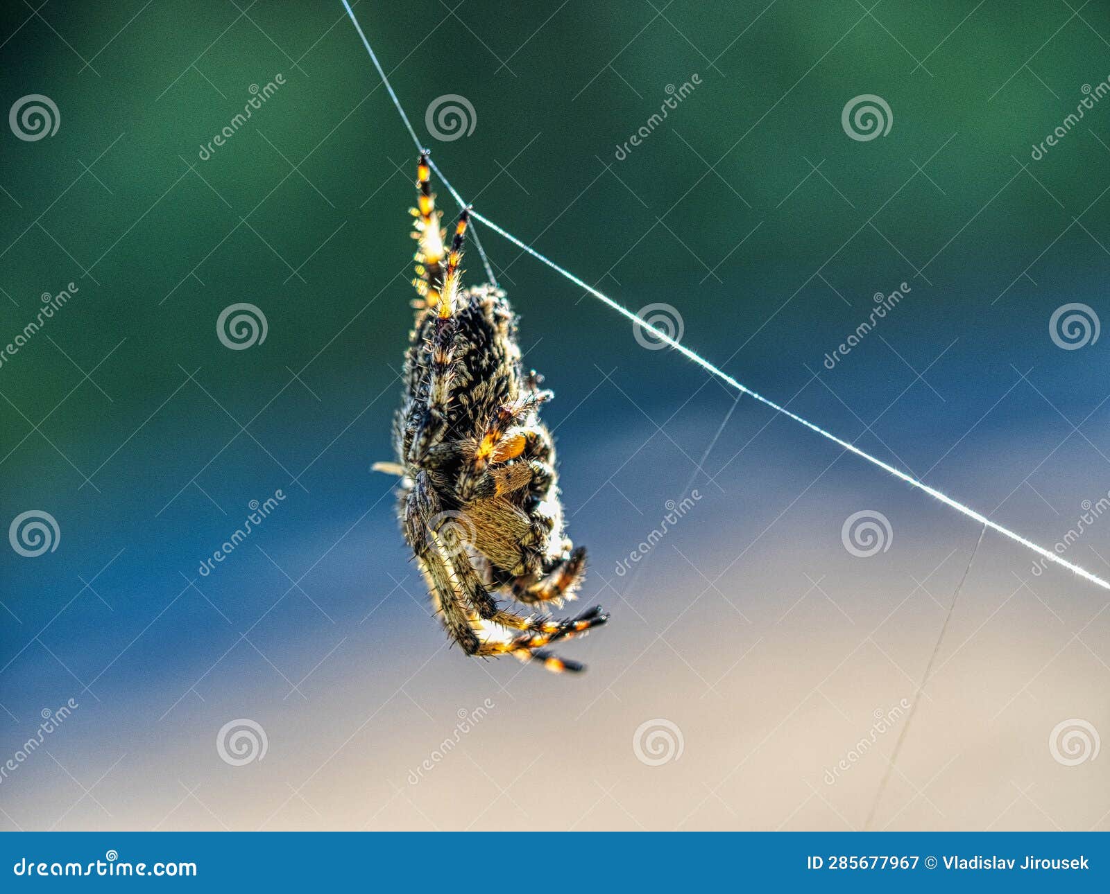 Large Hairy Brown Predatory Robber Fly (Asilidae) With Prey On Leaf ...