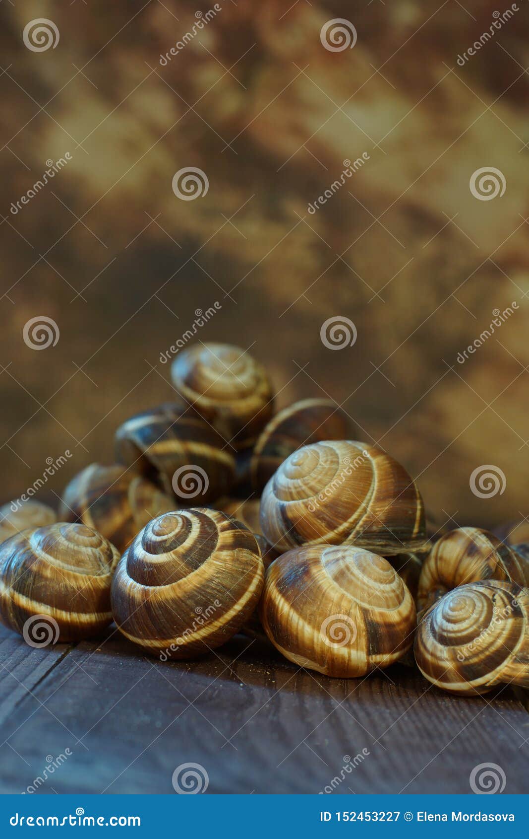 A Large Handful of Shells from Edible Snails Stock Image - Image of ...
