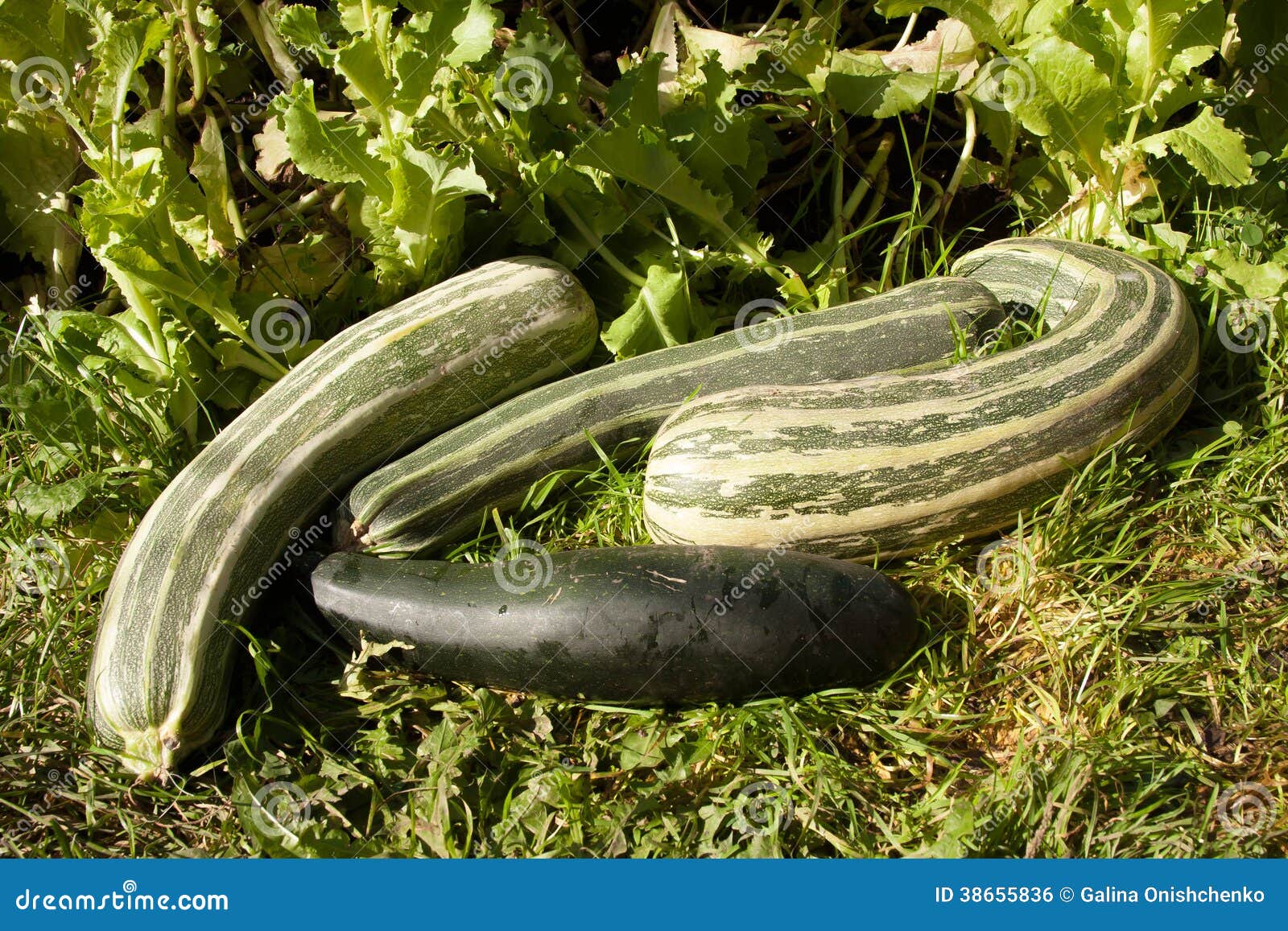 The Large Harvest of Vegetable Marrows Stock Photo - Image of striped ...