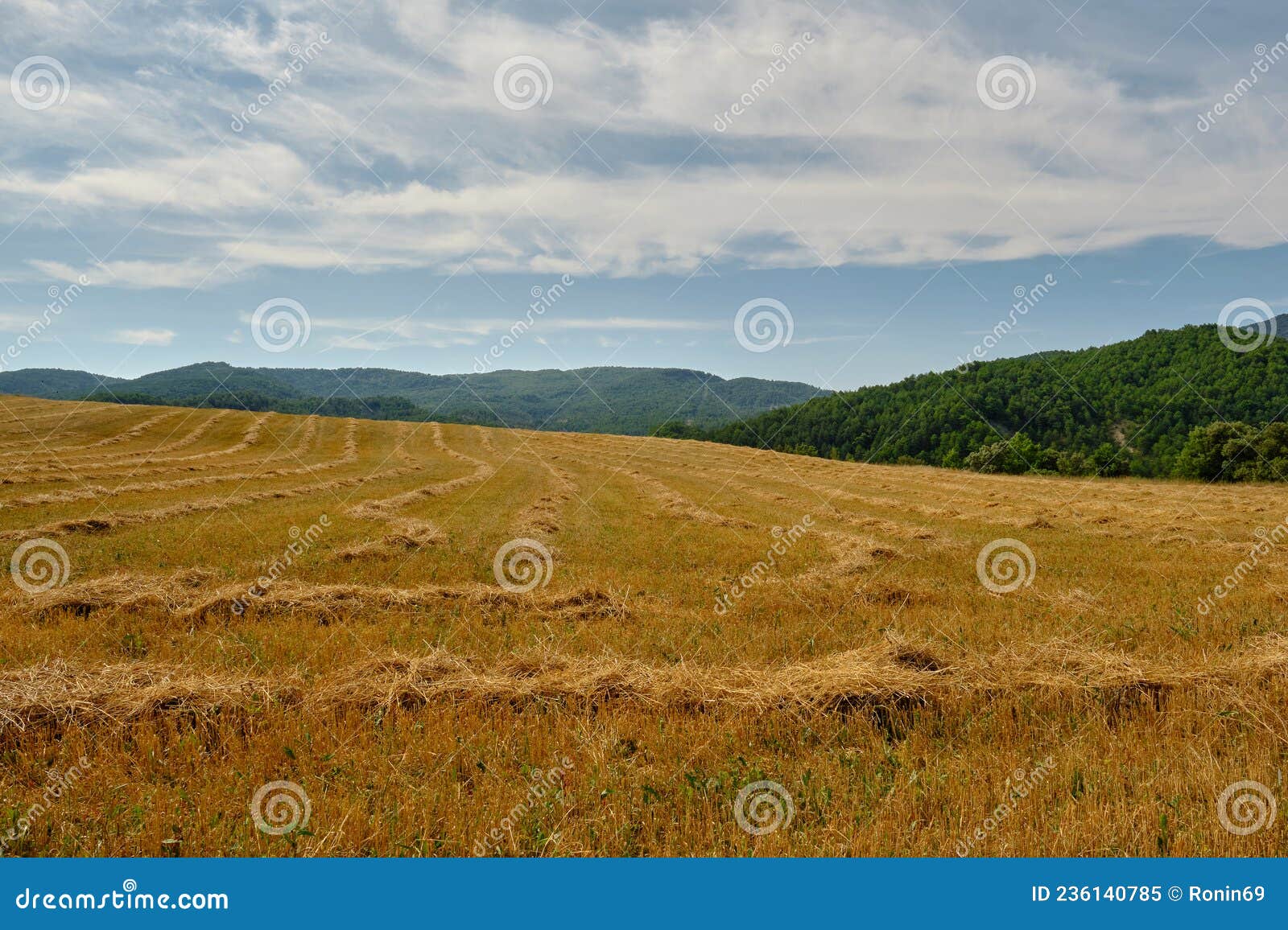 A Large Harvested Wheat Field Stock Image - Image of agriculture ...