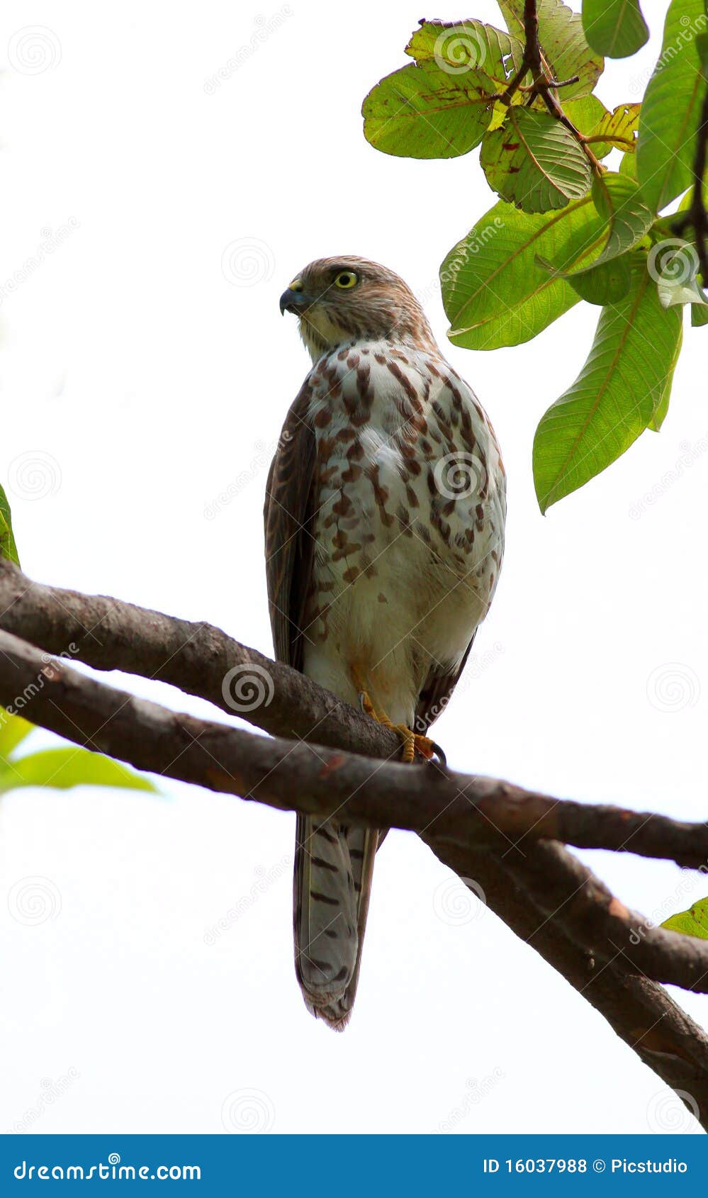 Large hawk-cuckoo stock photo. Image of wildlife, avian - 16037988