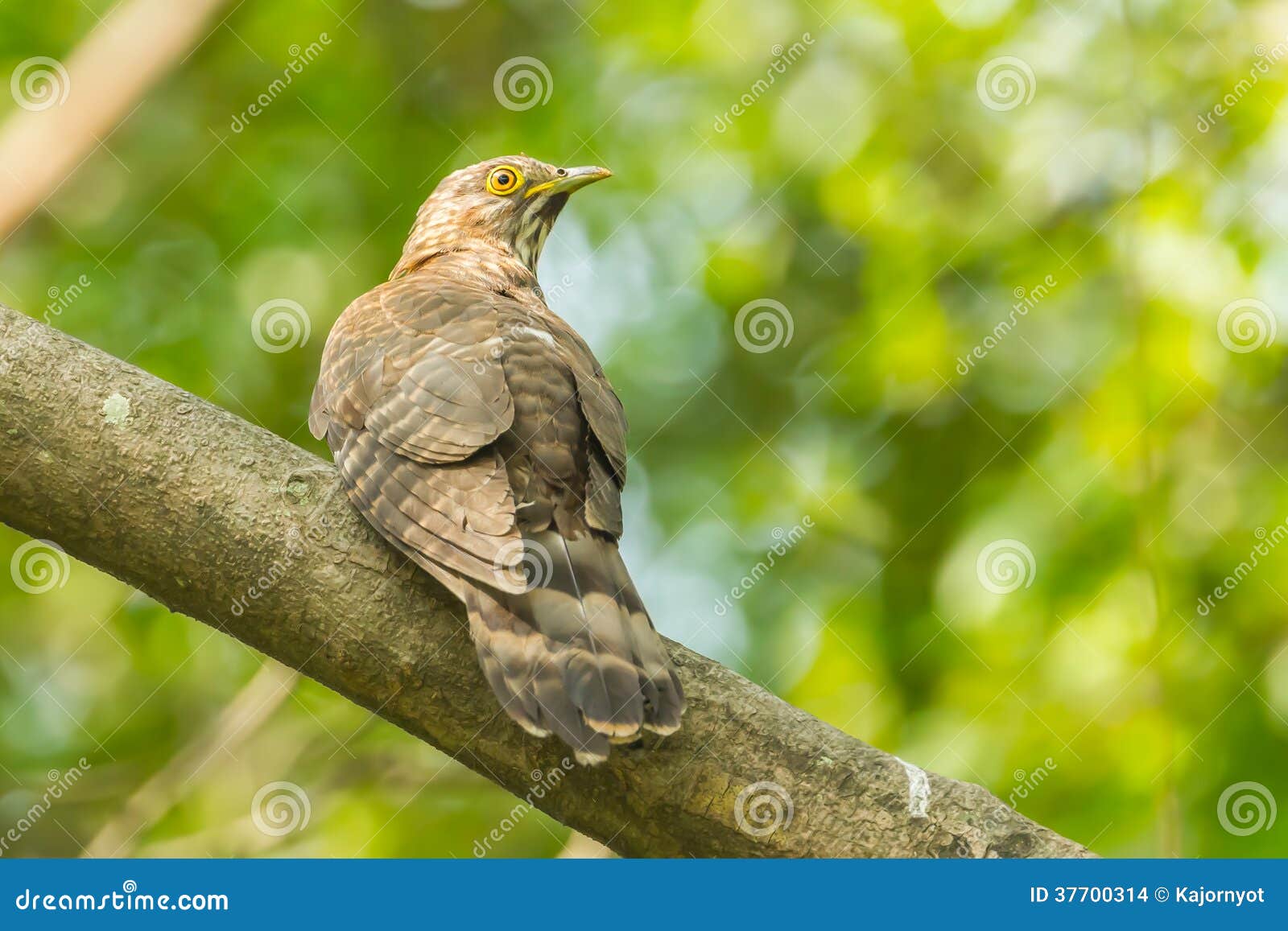 Large Hawk Cuckoo stock photo. Image of crown, beautiful - 37700314
