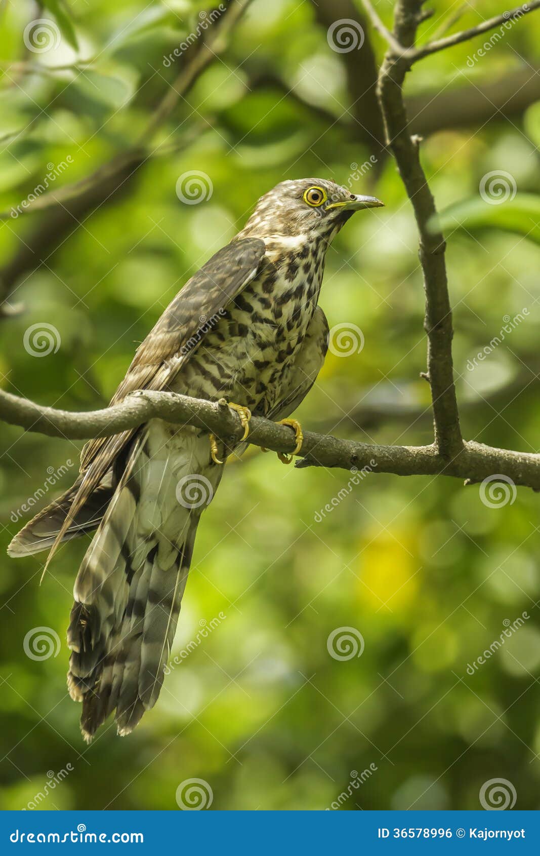 Large Hawk Cuckoo stock photo. Image of chestnut, nature - 36578996